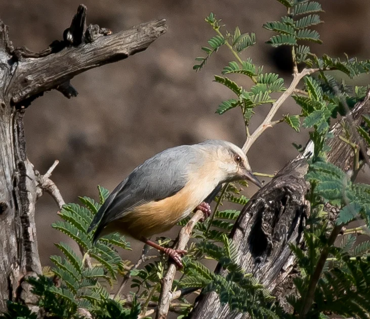 This is a collection of my favorite images taken in Kruger National ...