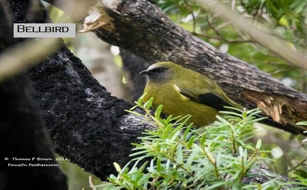 New Zealand Gallery — Focus On Feathers