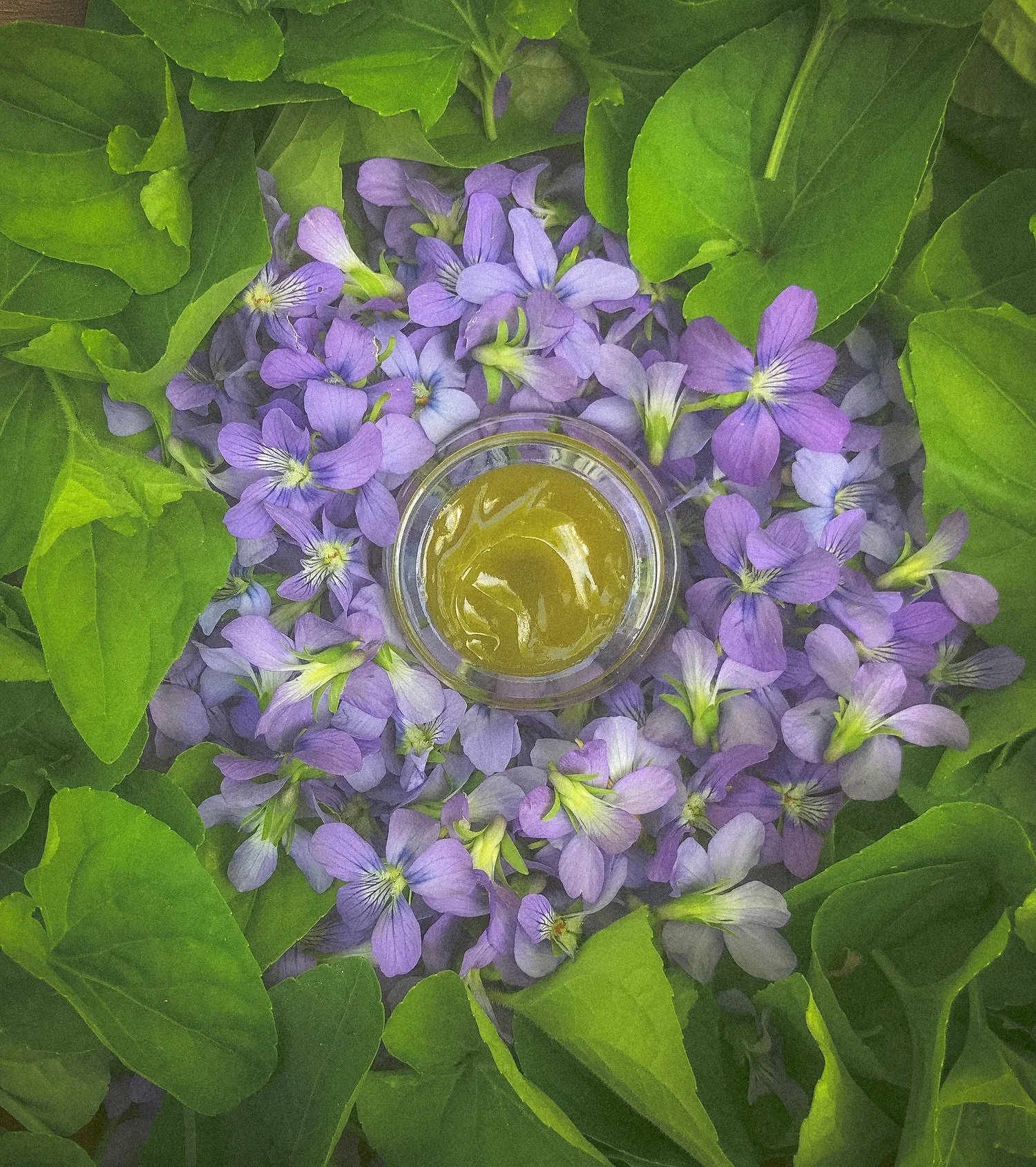 Stargazer Lash Magick — LunaRoots