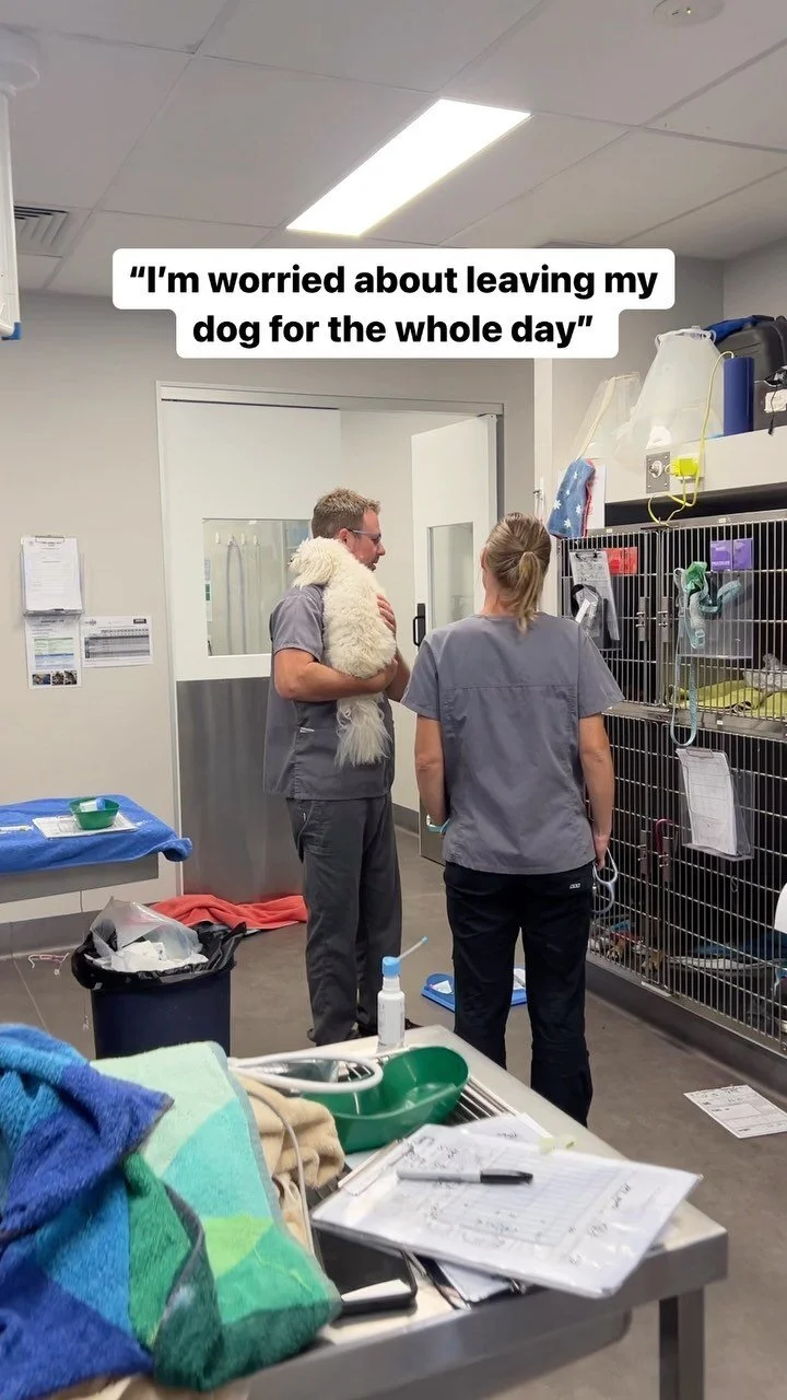 THE POINT VET | PARADISE POINT