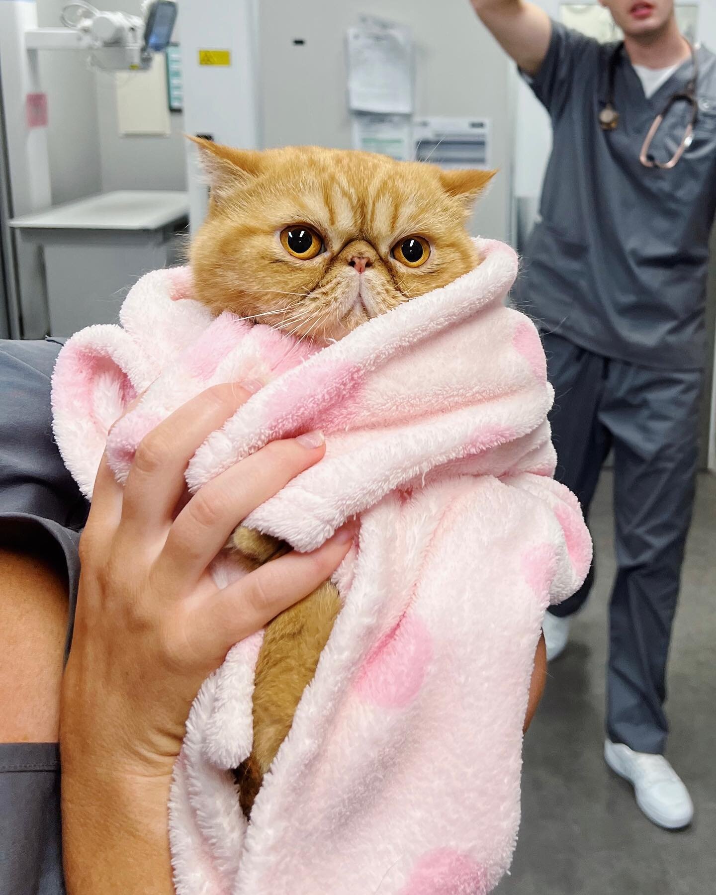 THE POINT VET | PARADISE POINT