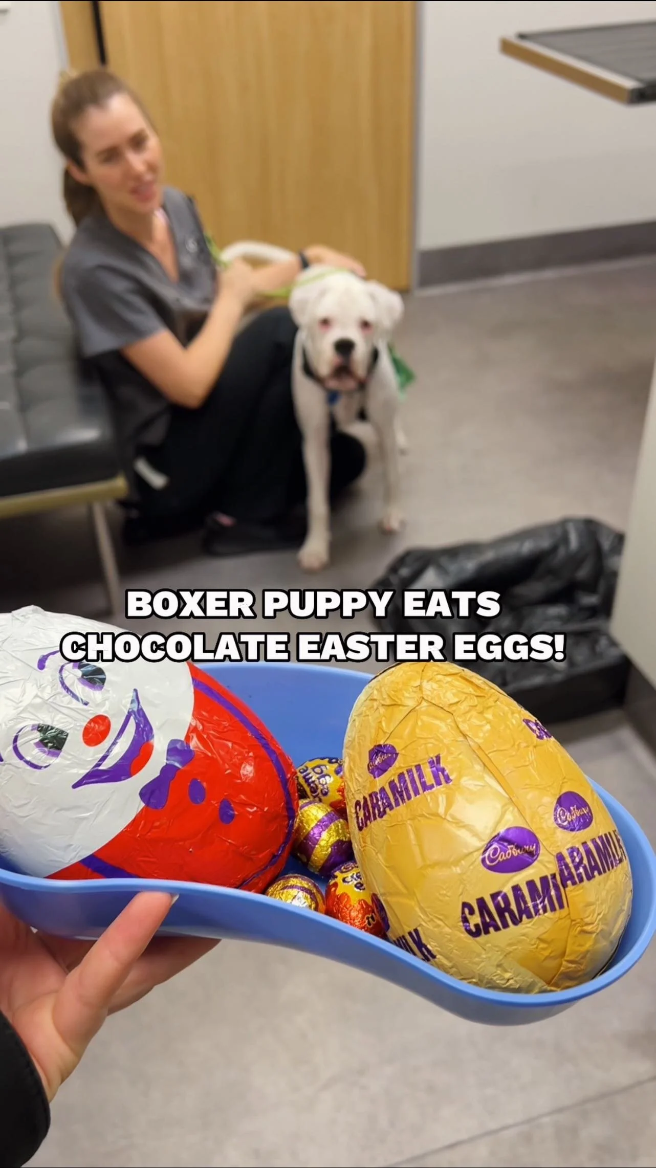 THE POINT VET | PARADISE POINT