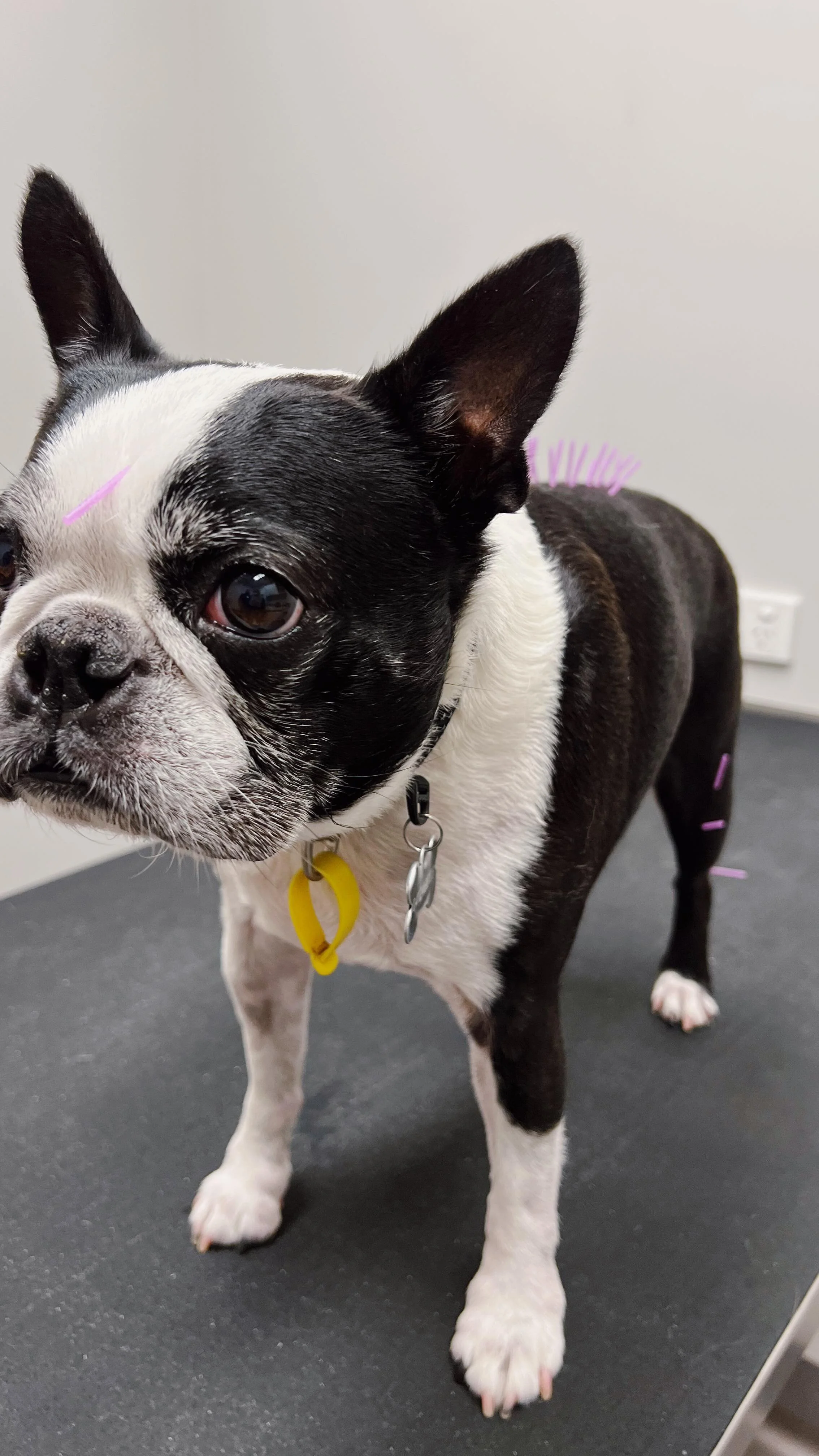 THE POINT VET | PARADISE POINT