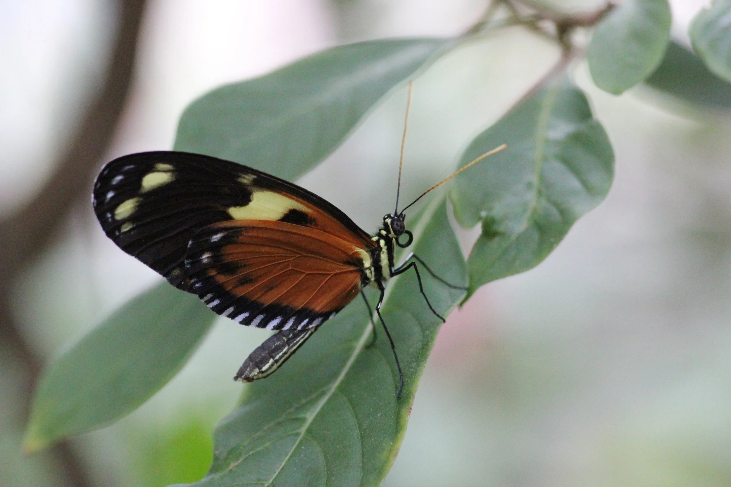 Live Butterfly Release | Texas Discovery Gardens
