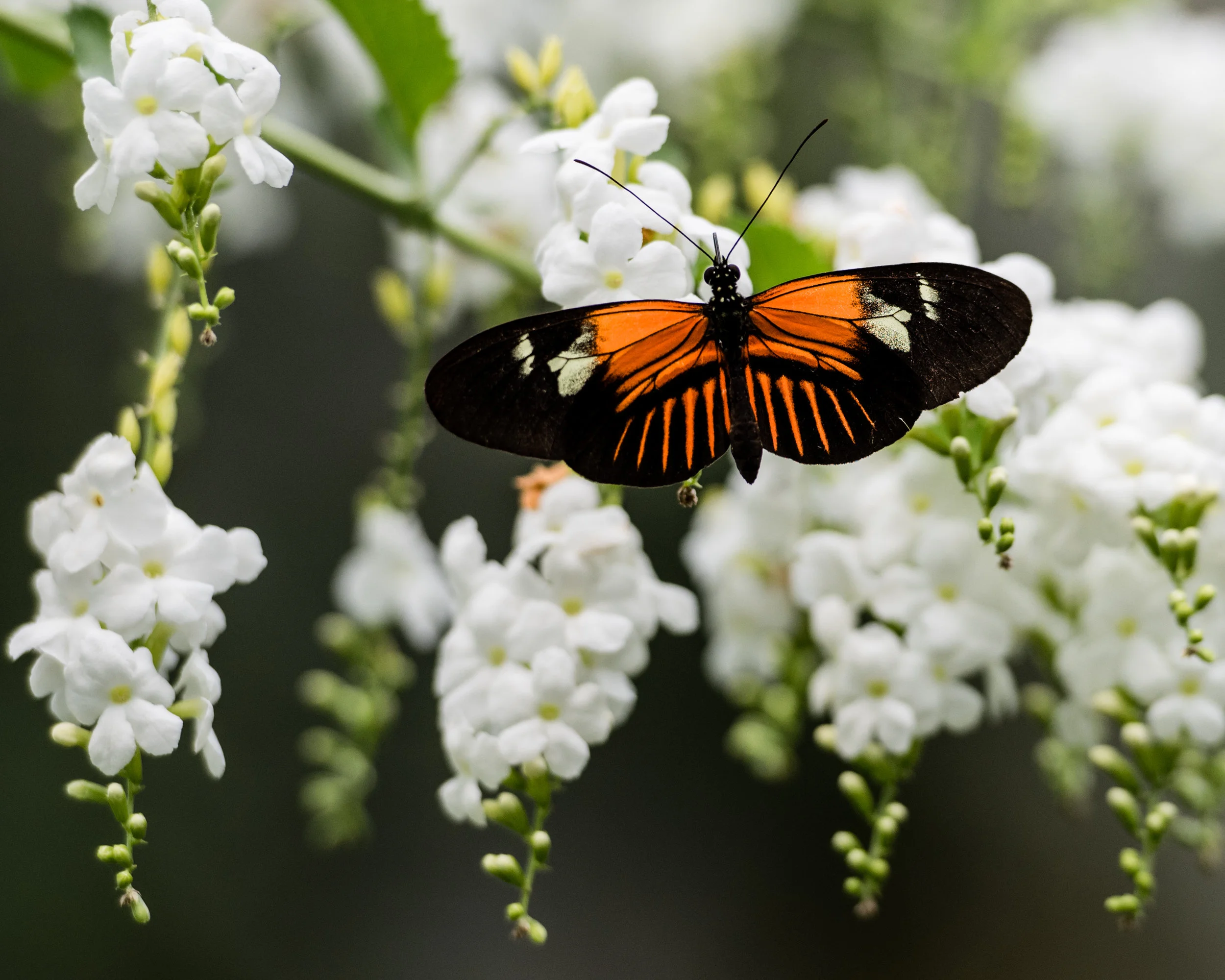 Live Butterfly Release | Texas Discovery Gardens