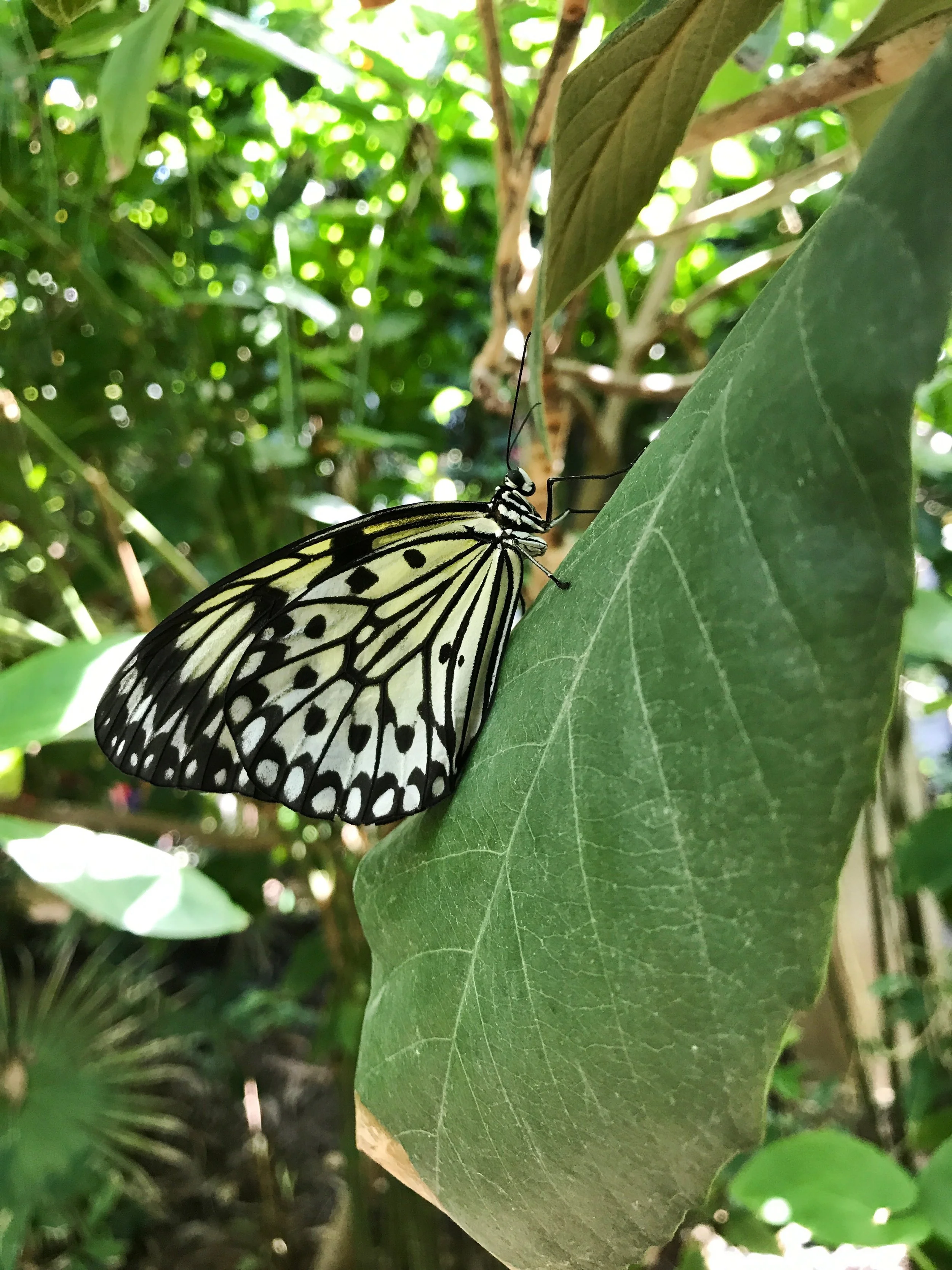 Live Butterfly Release | Texas Discovery Gardens
