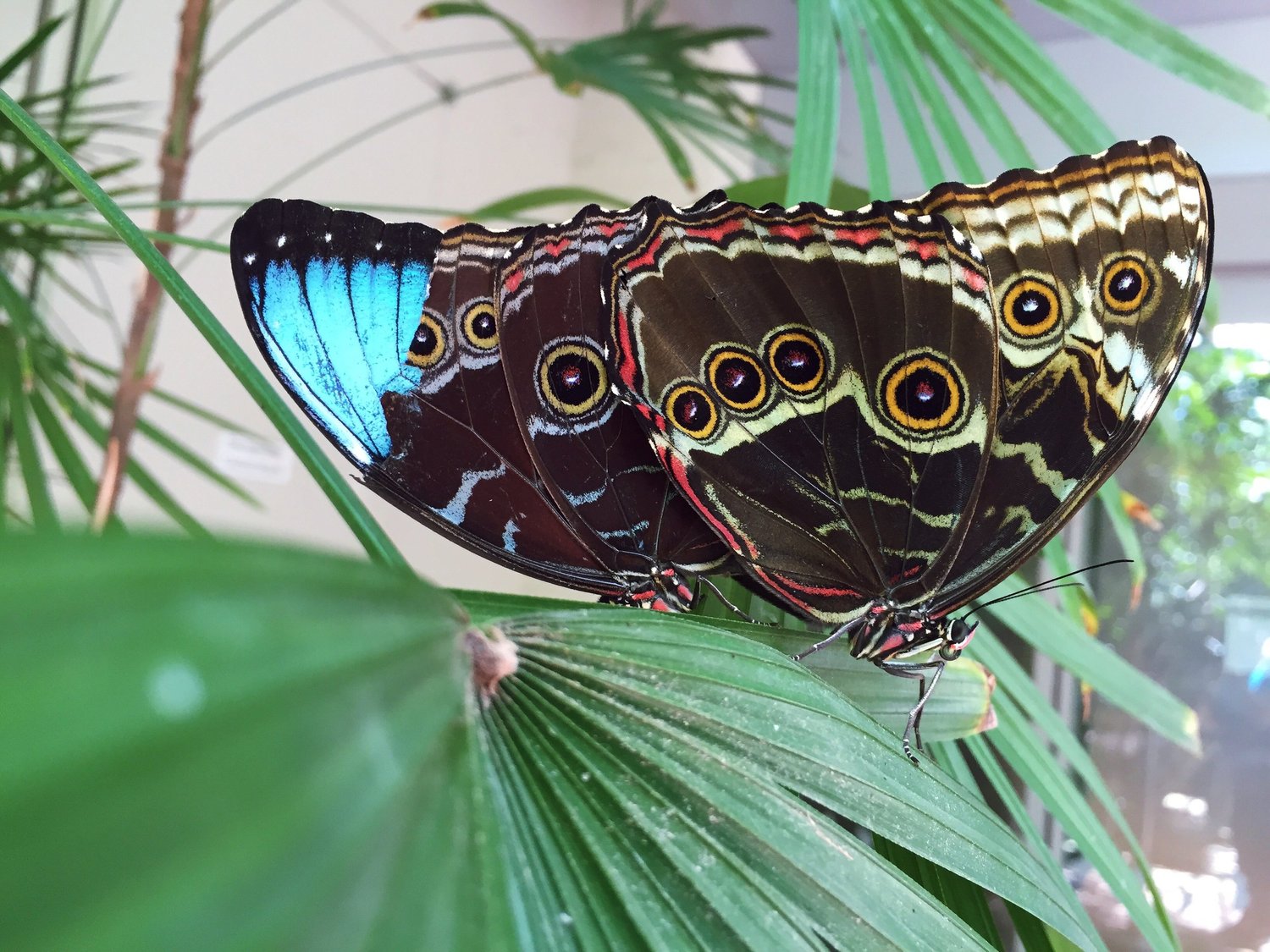 Blue Morpho - Texas Discovery Gardens