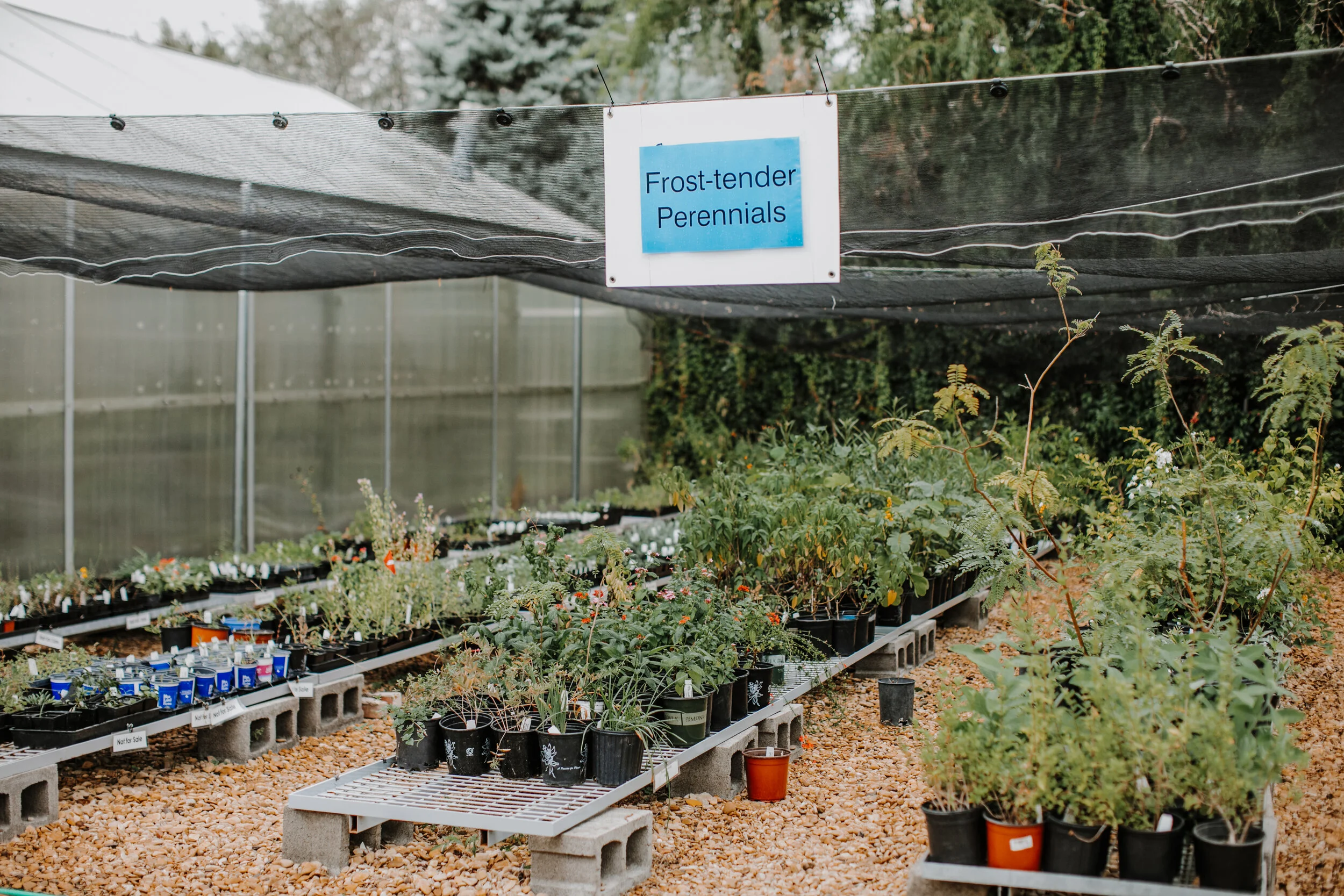 Greenhouse Plant Sale