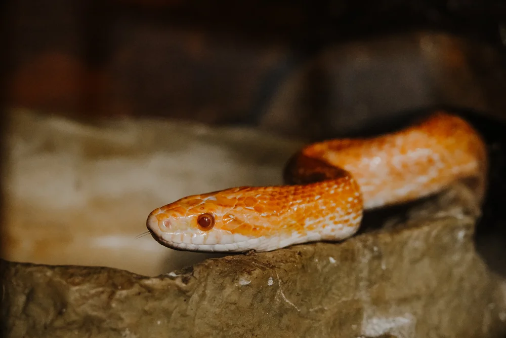 Snakes of Texas | Texas Discovery Gardens