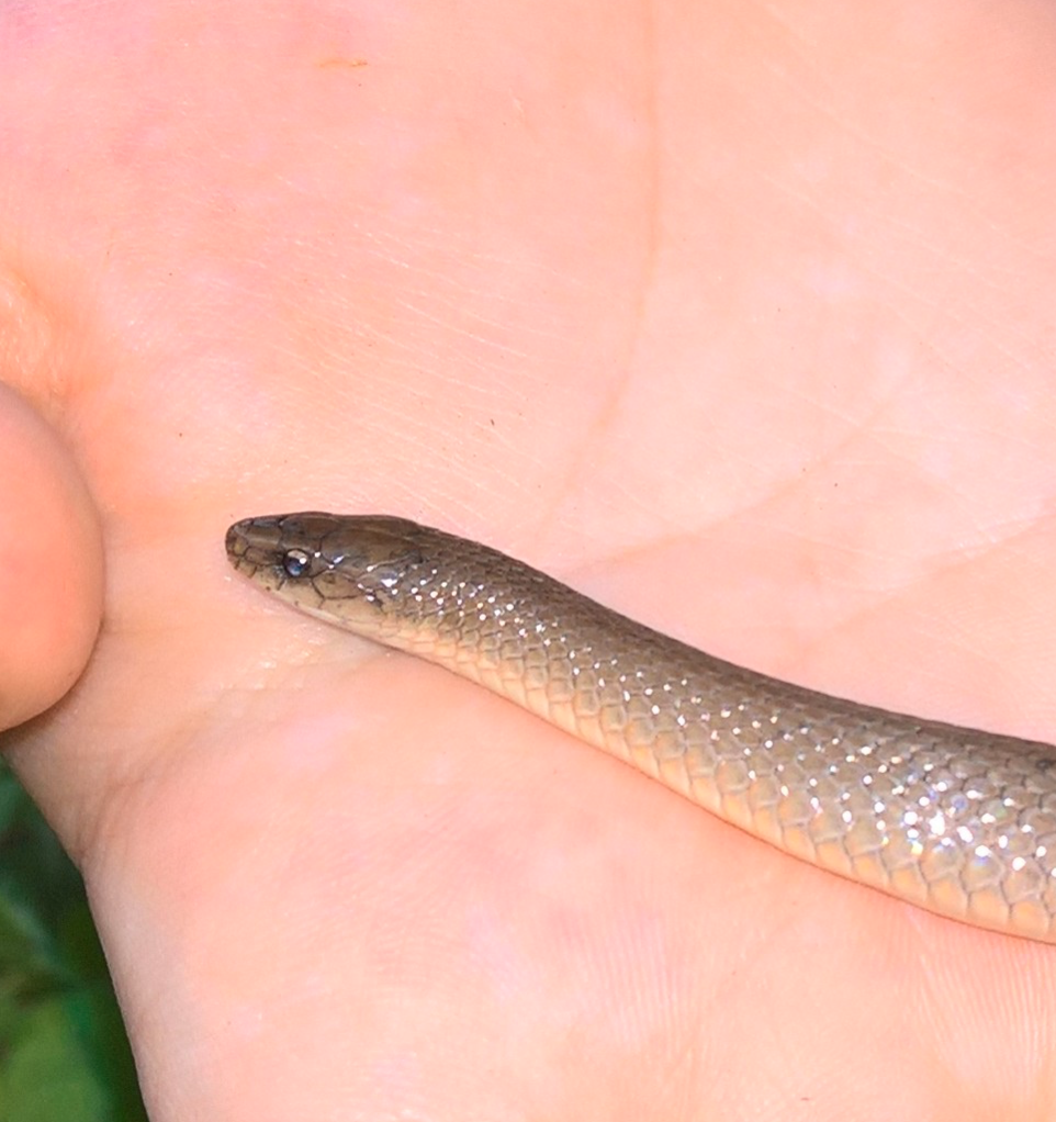 Rough Earth Snake Belly