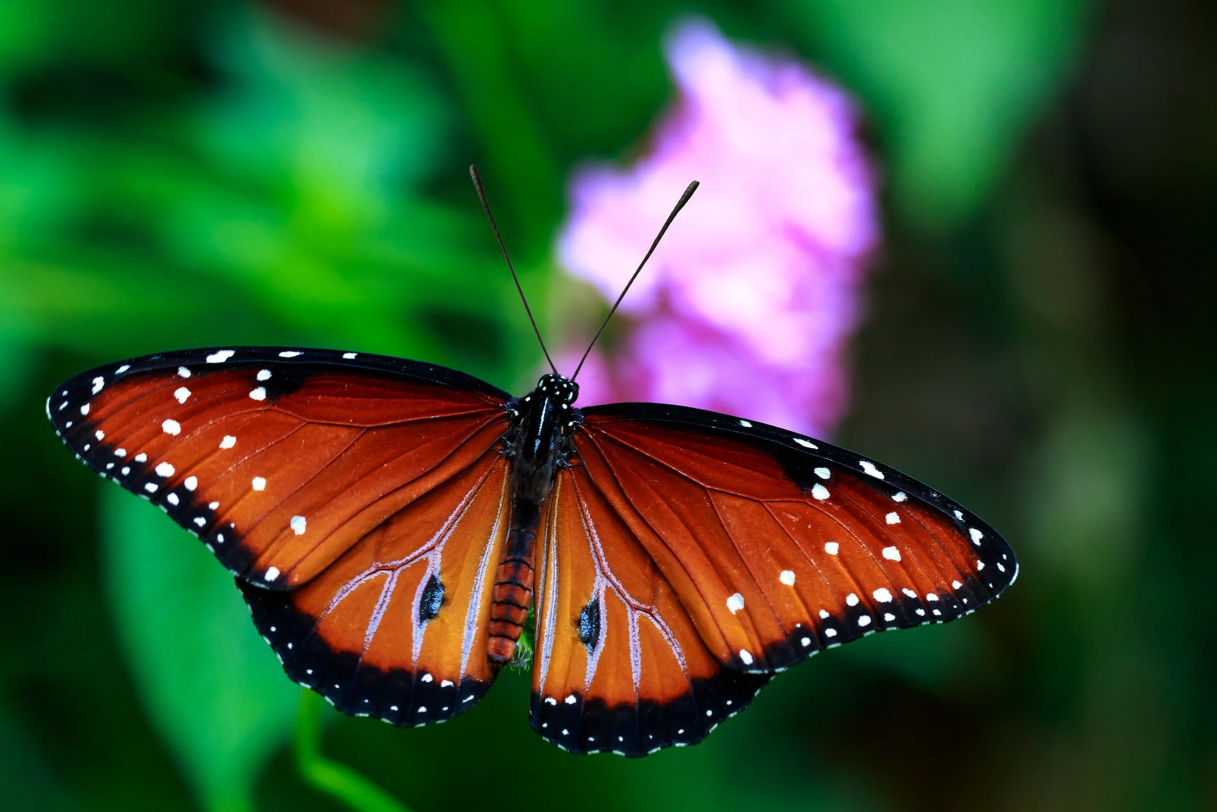 Live Butterfly Release | Texas Discovery Gardens