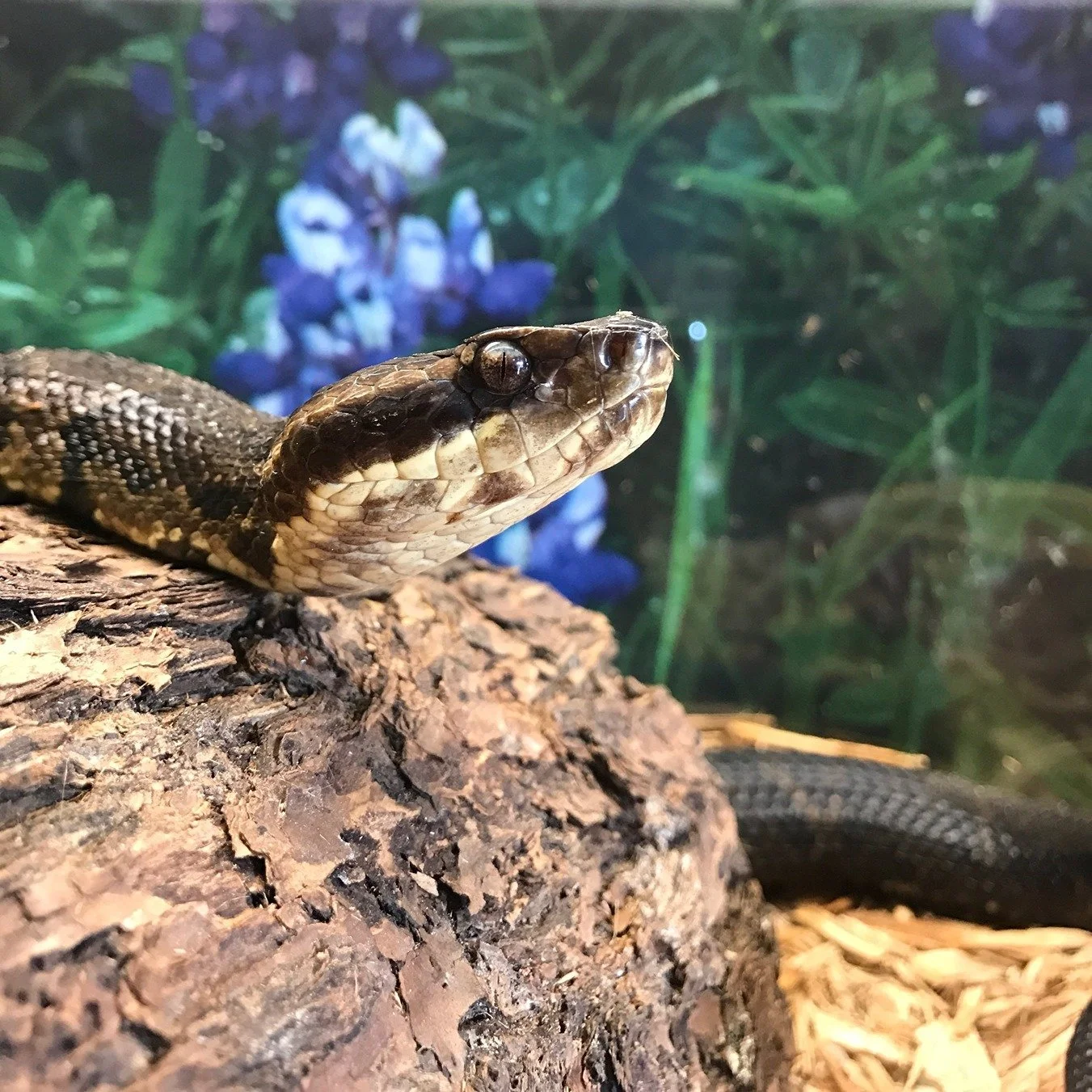 Snakes of Texas | Texas Discovery Gardens