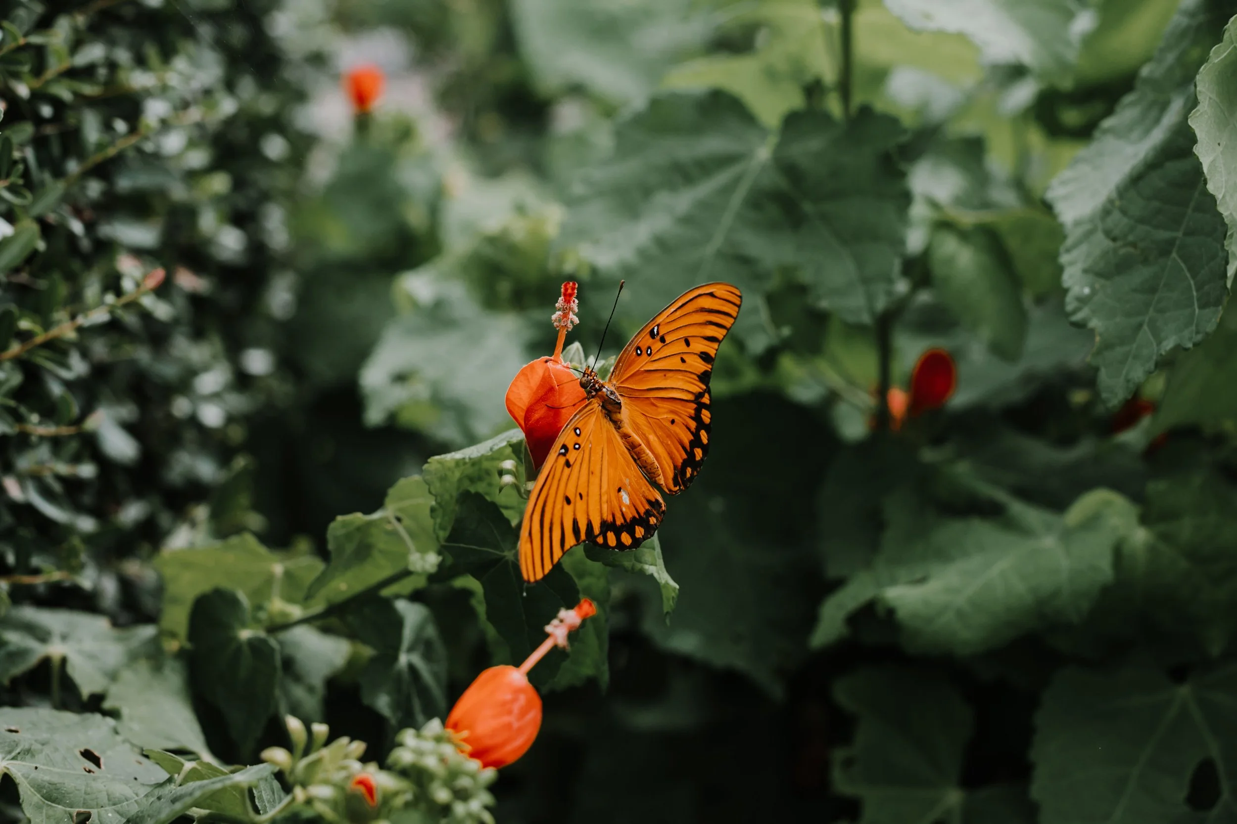 Live Butterfly Release | Texas Discovery Gardens