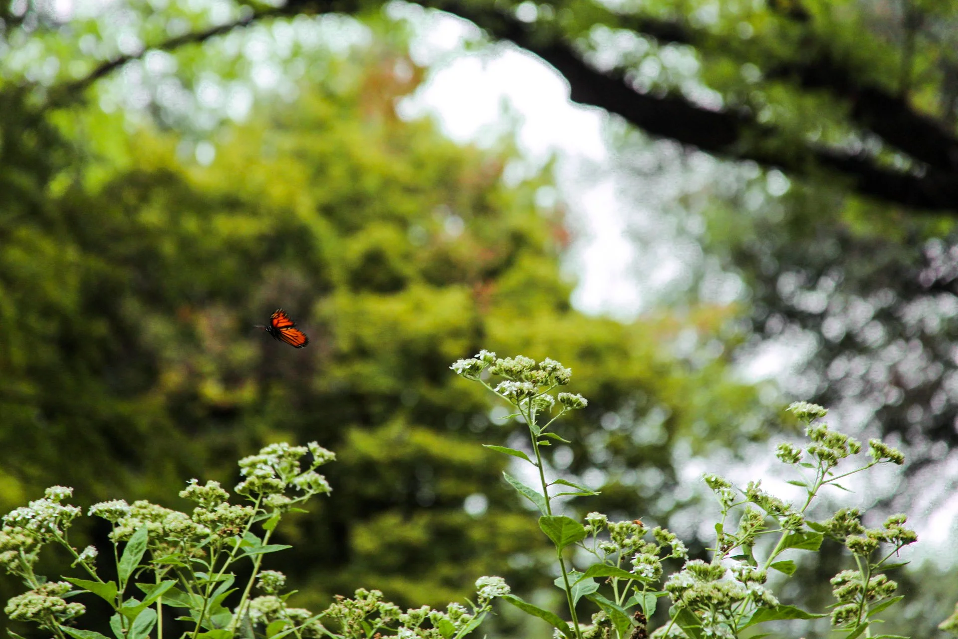 Live Butterfly Release | Texas Discovery Gardens