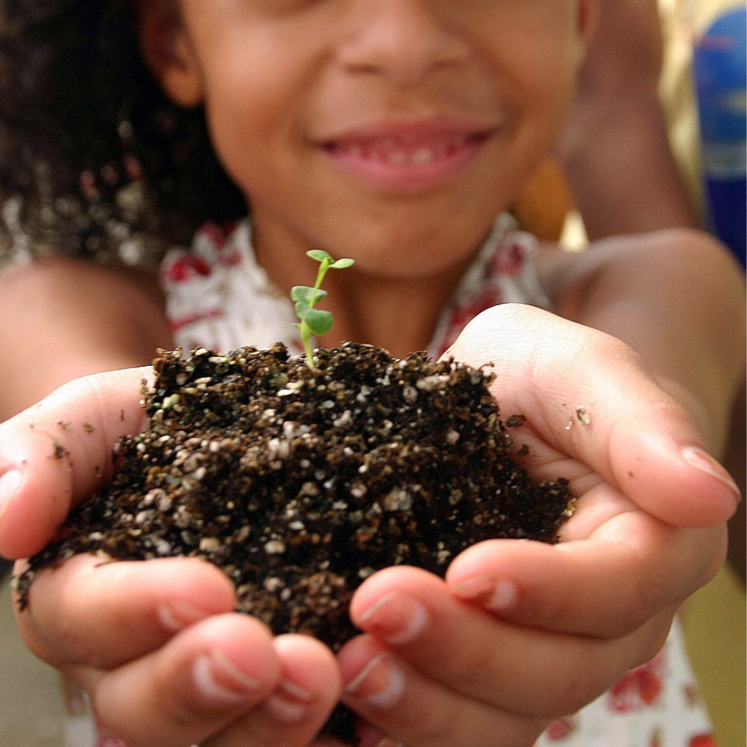 Live Butterfly Release | Texas Discovery Gardens