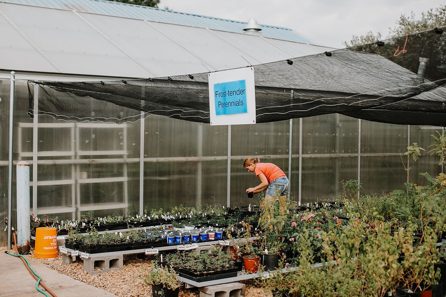 Greenhouse Plant Sale