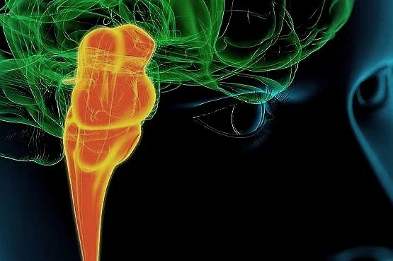 Biological Language Delights — TOK RESOURCE.ORG 2026