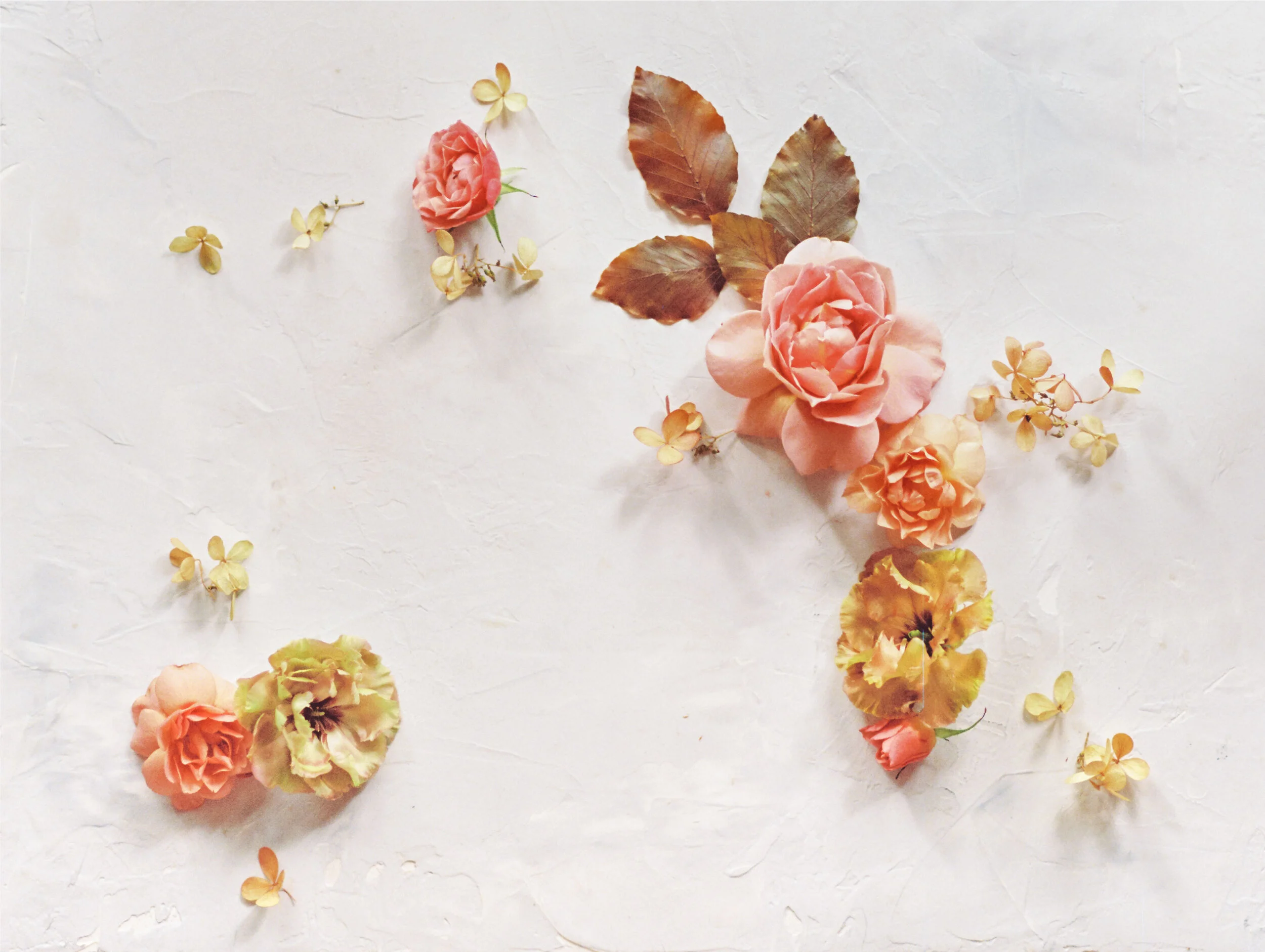 Our Story — The Petaler