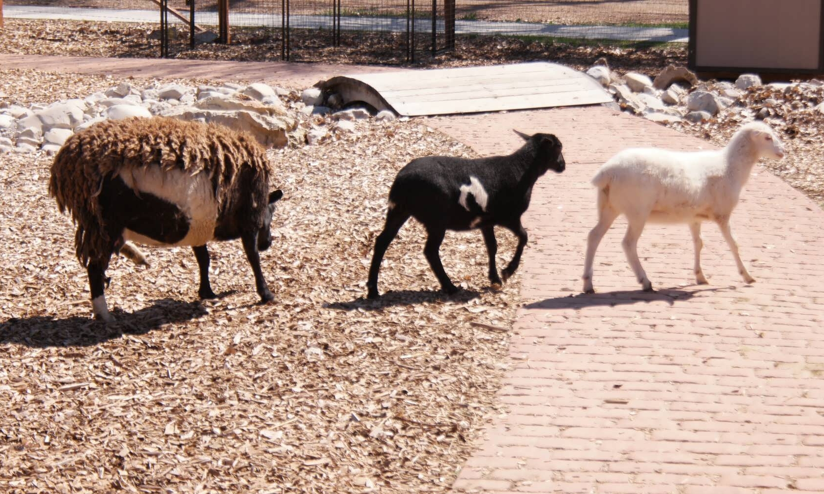 Baby Animal Celebration — This Is The Place Heritage Park