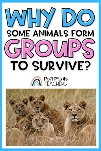 Animals That Live in Groups - Third Grade Science — Poet Prints Teaching