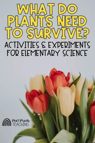 What Do Plants Need to Survive? — Poet Prints Teaching