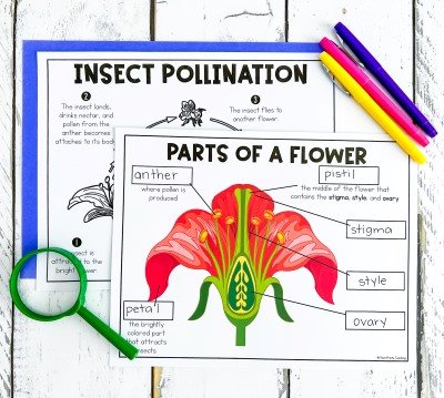 Pollination Activities for Elementary Science — Poet Prints Teaching