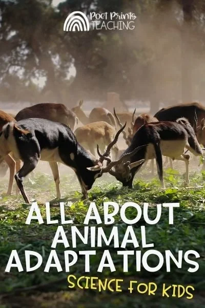 Teaching Animal Adaptations - Science for Kids — Poet Prints Teaching