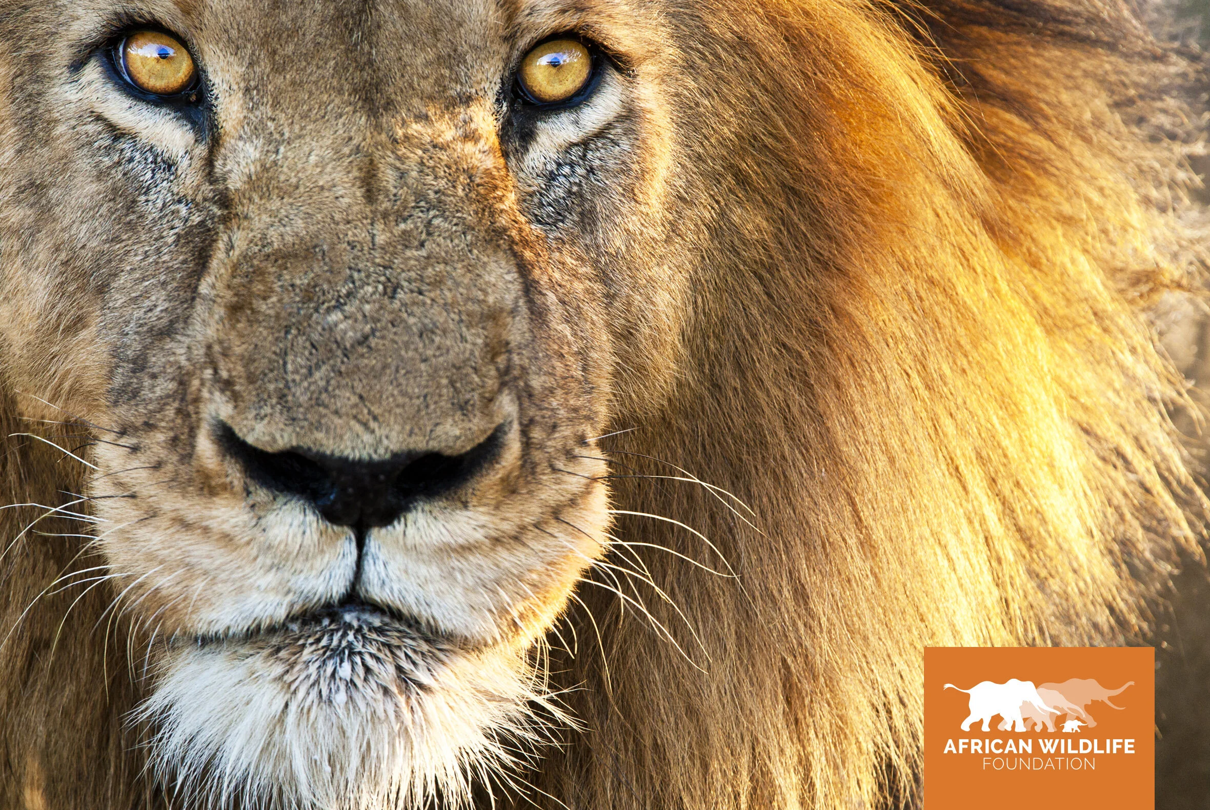 African Wildlife Foundation