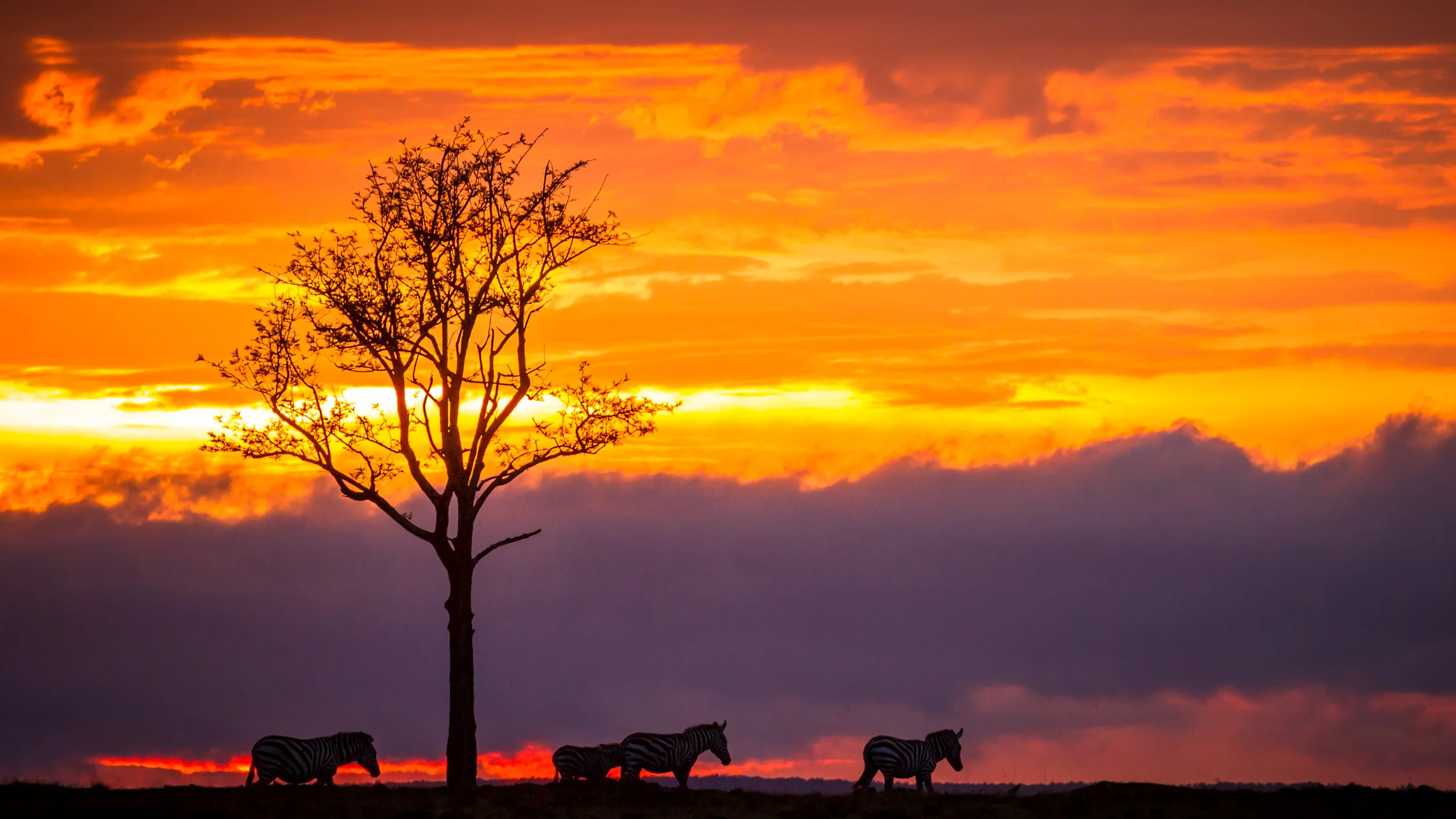 Africa — Clifford Pickett Photography