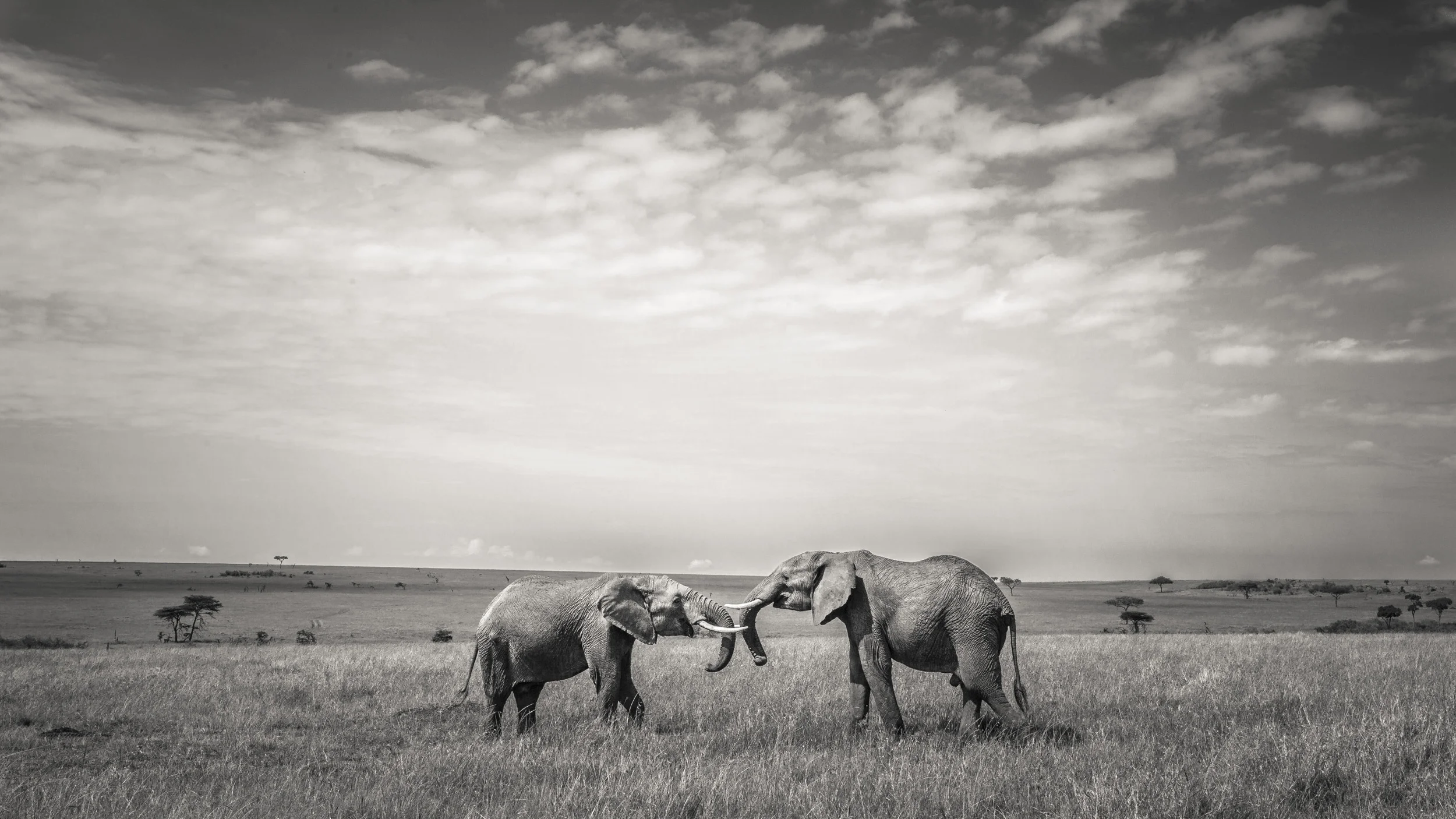Africa — Clifford Pickett Photography