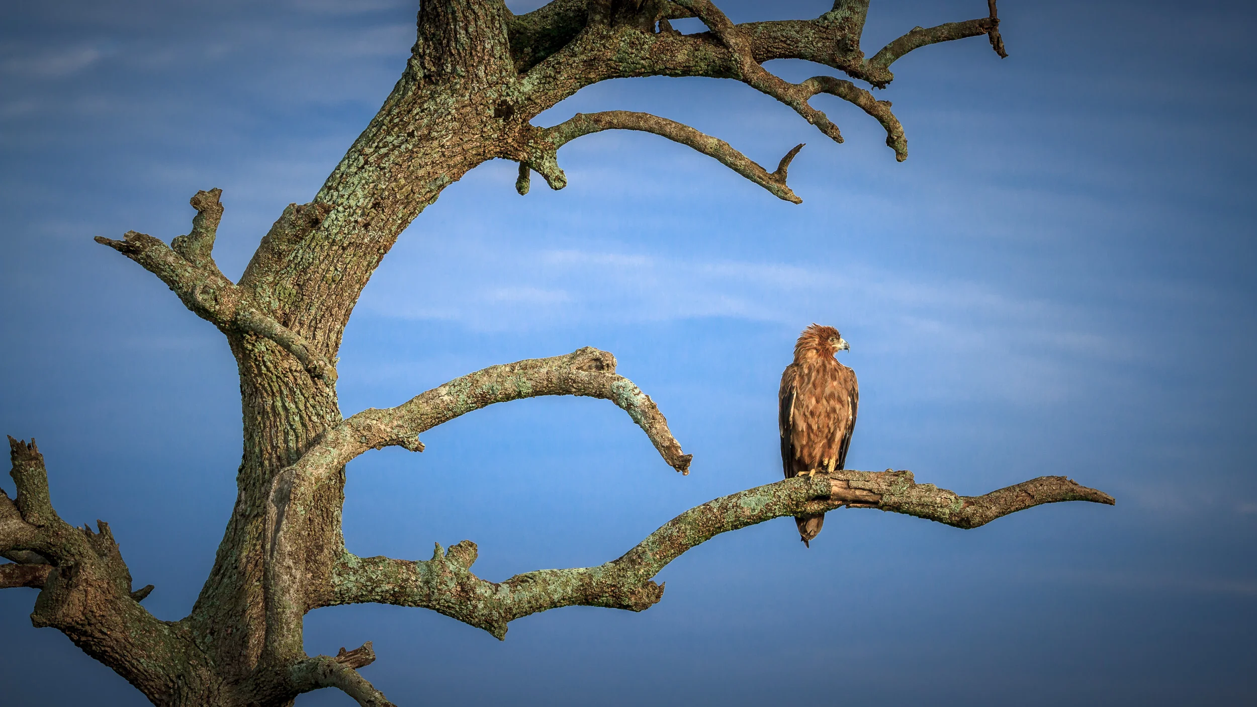 Africa — Clifford Pickett Photography