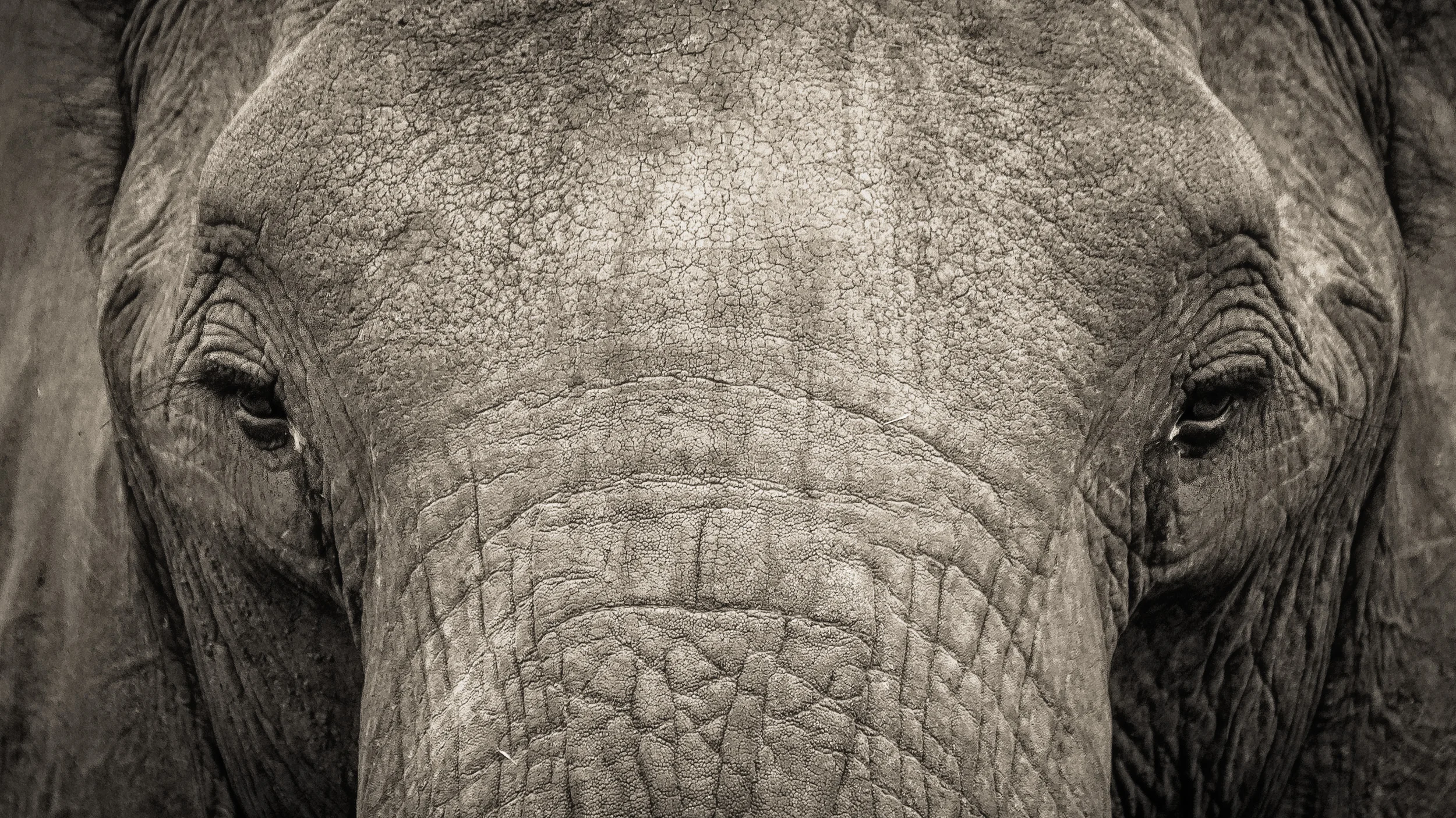 Africa — Clifford Pickett Photography