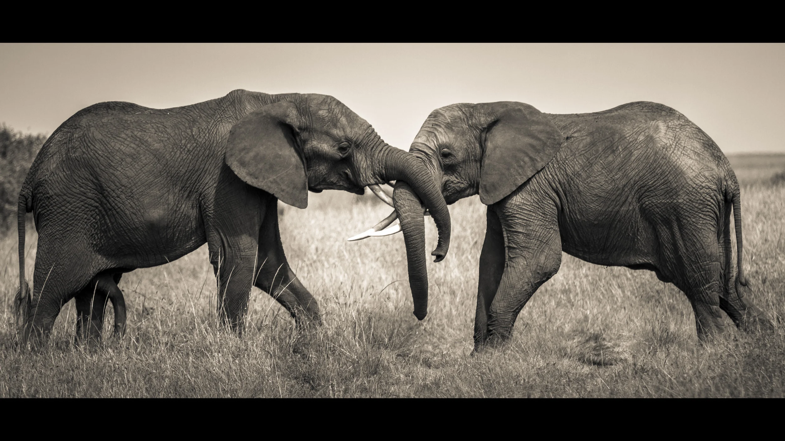 Africa — Clifford Pickett Photography