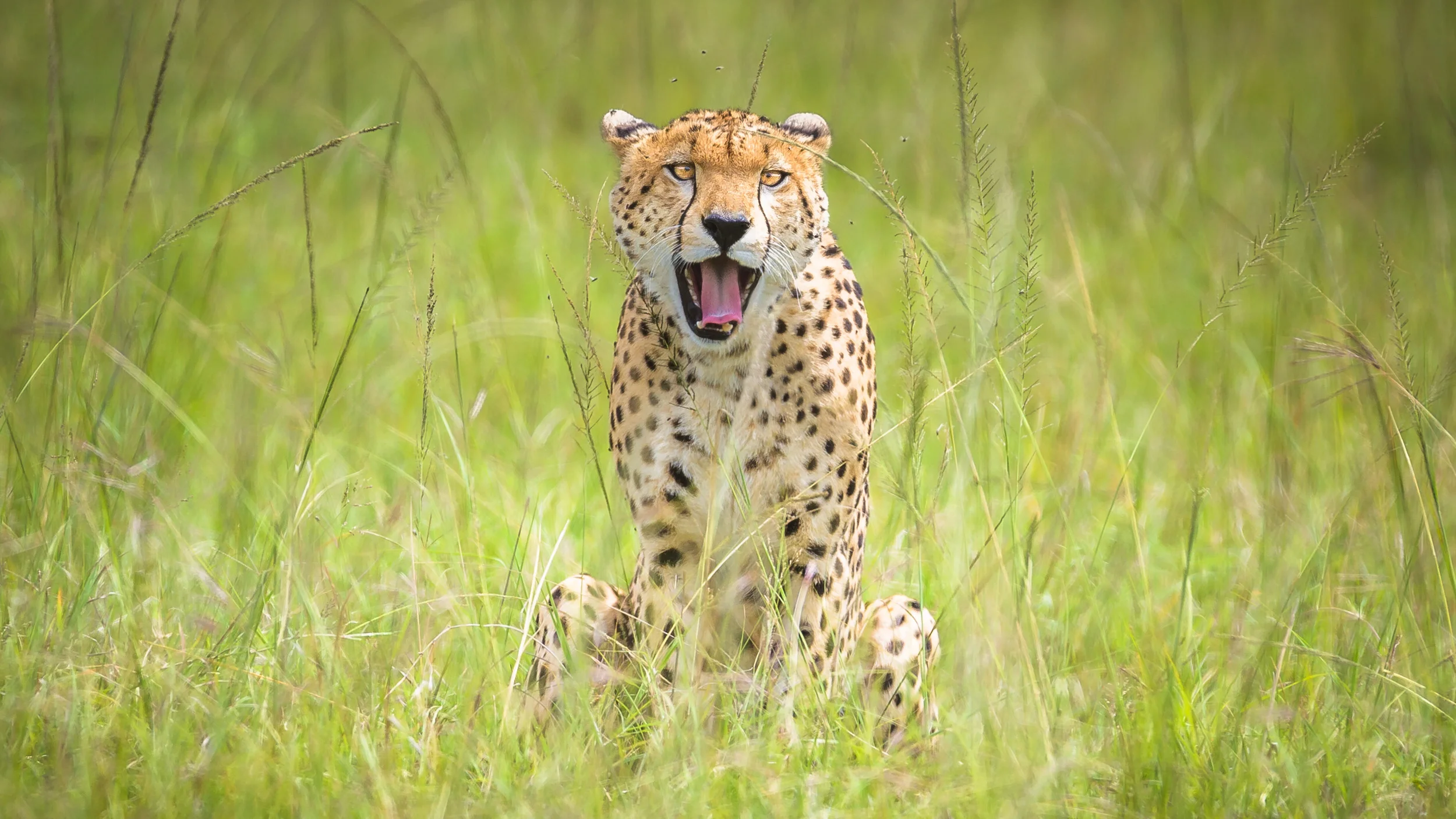 Africa — Clifford Pickett Photography