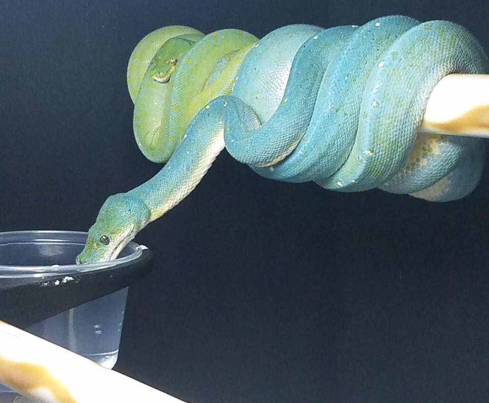 Elevated Water Dish Holder: Perch Mounted — The Reptile Perch