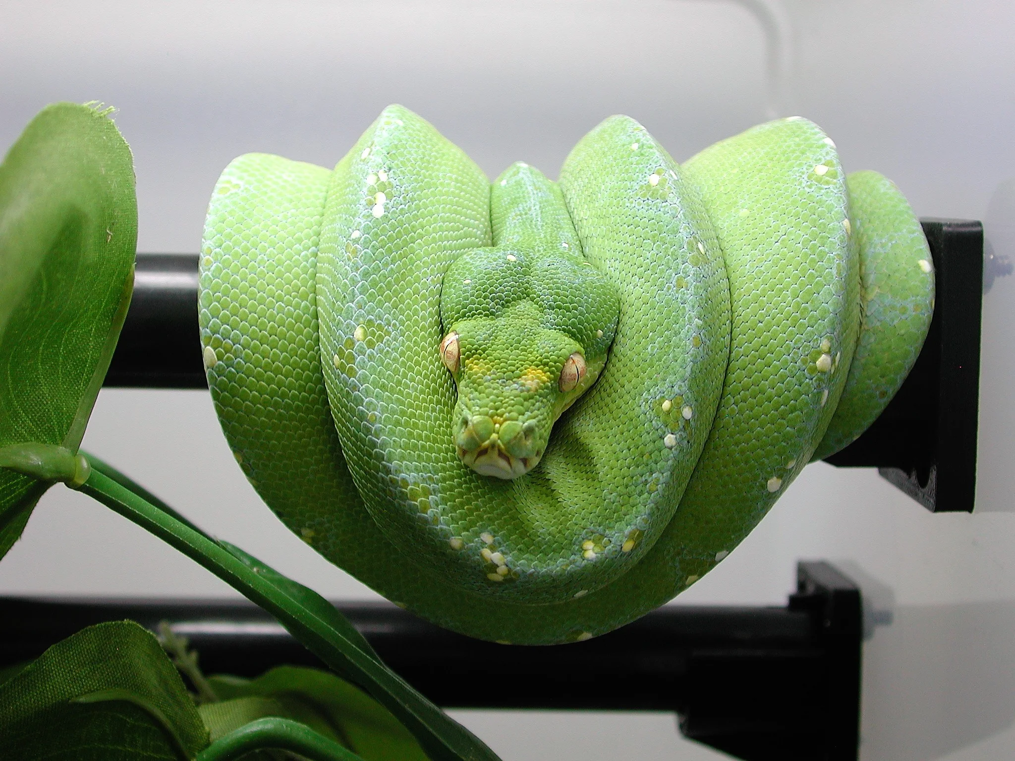 Gallery — The Reptile Perch