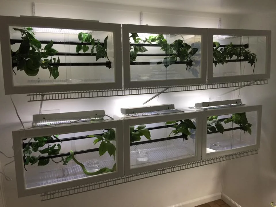 About Us — The Reptile Perch