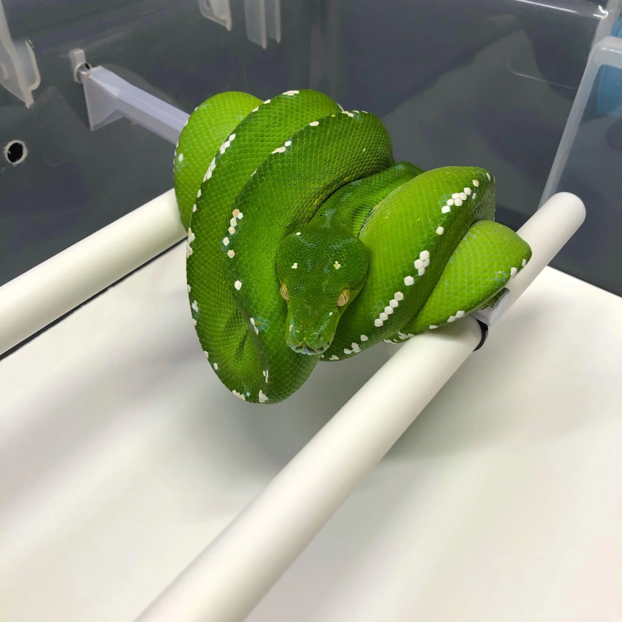 Shop — The Reptile Perch