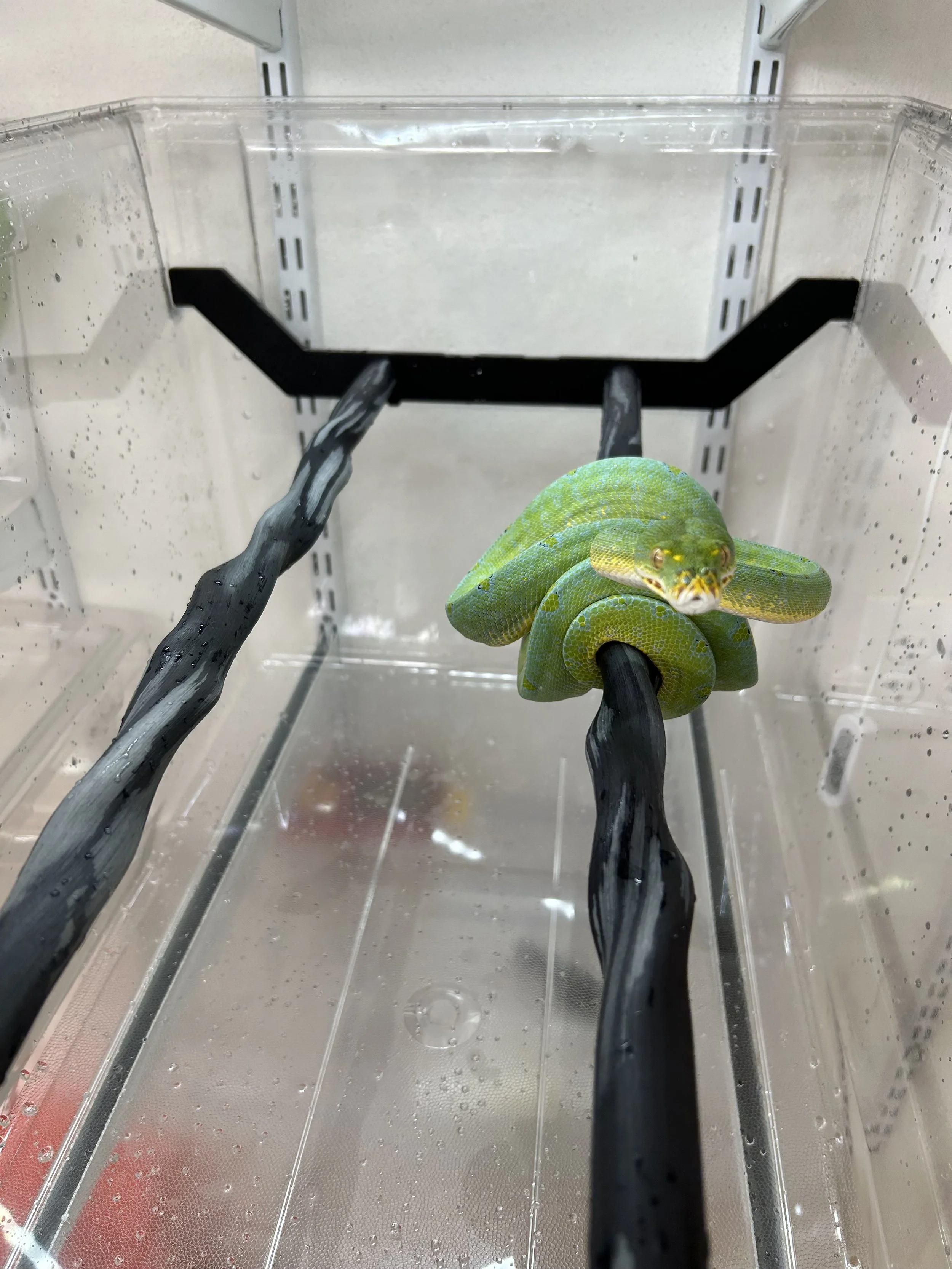 Shop — The Reptile Perch