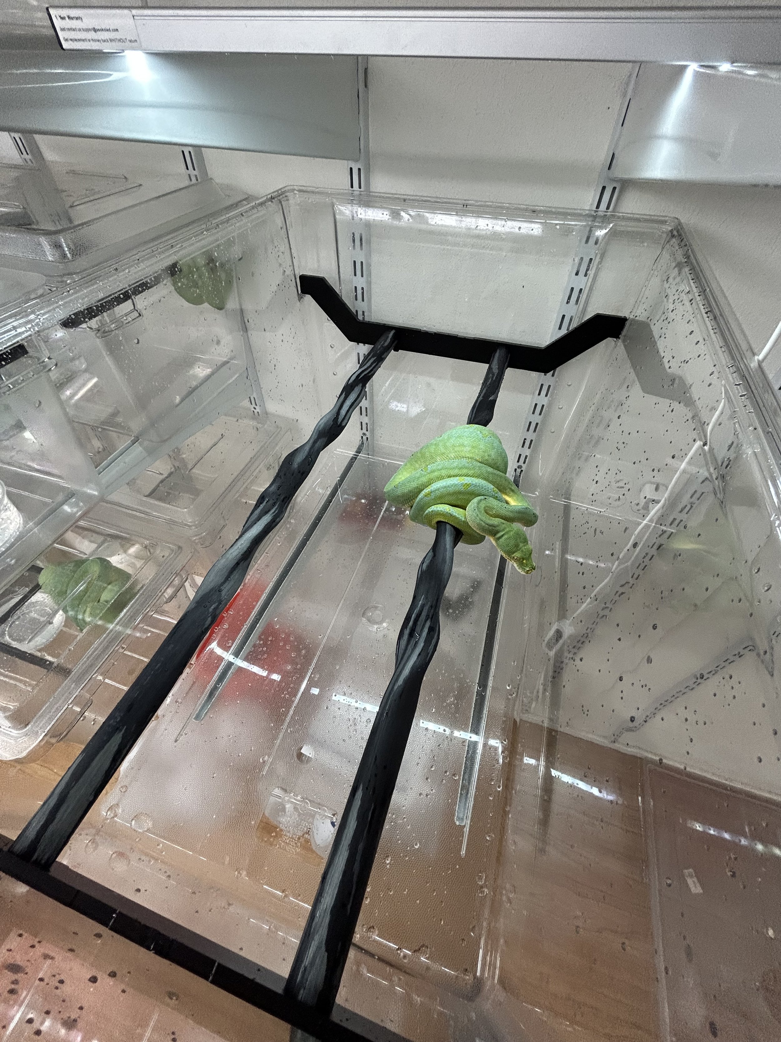 Large Cambro (182615CW125 Tub) Complete Perch — The Reptile Perch