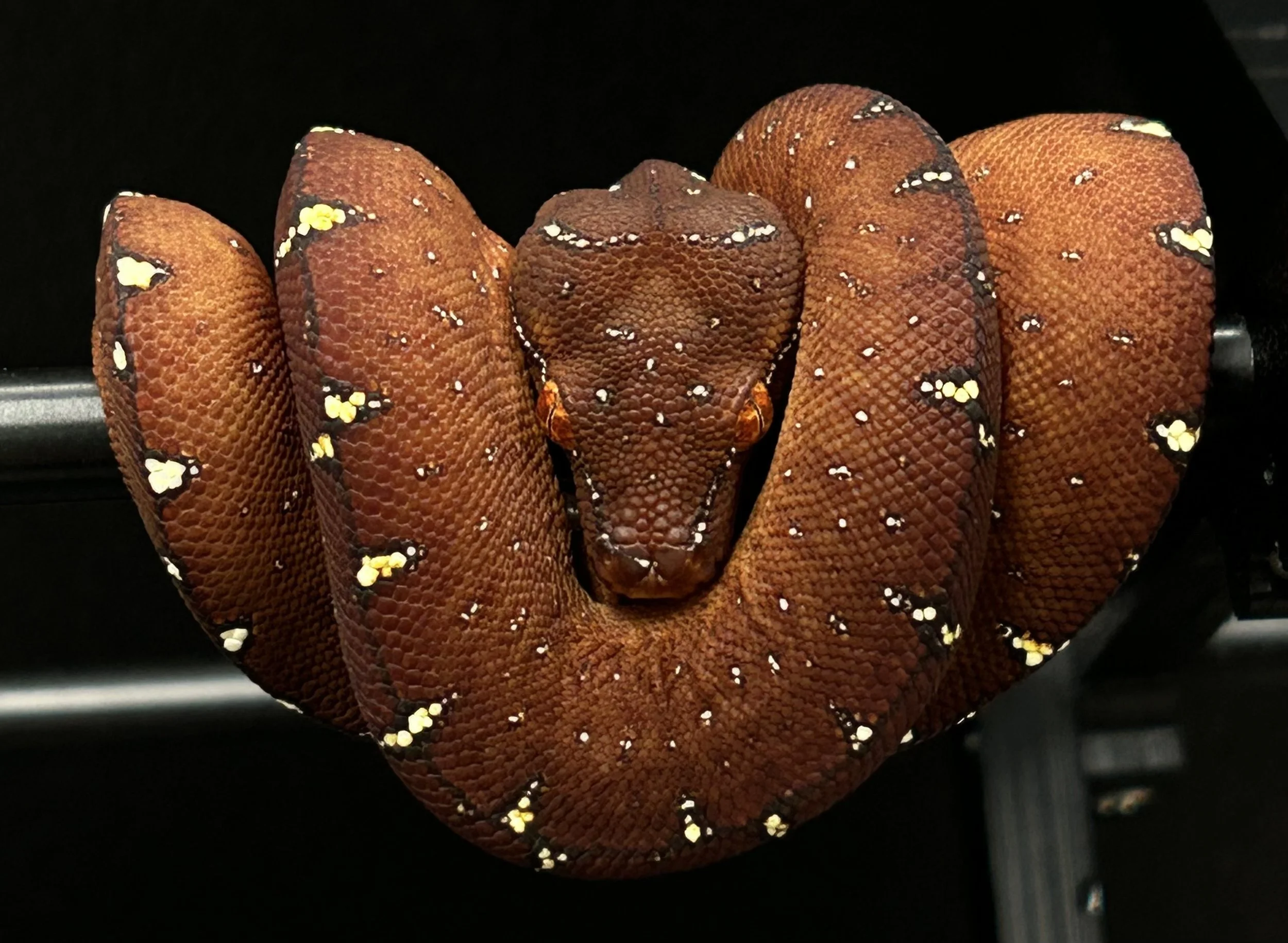 Shop — The Reptile Perch