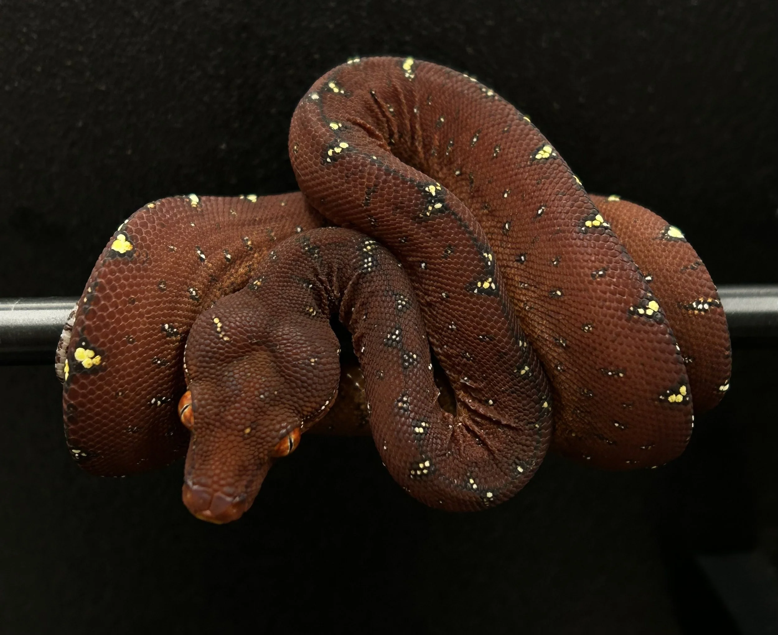 Shop — The Reptile Perch