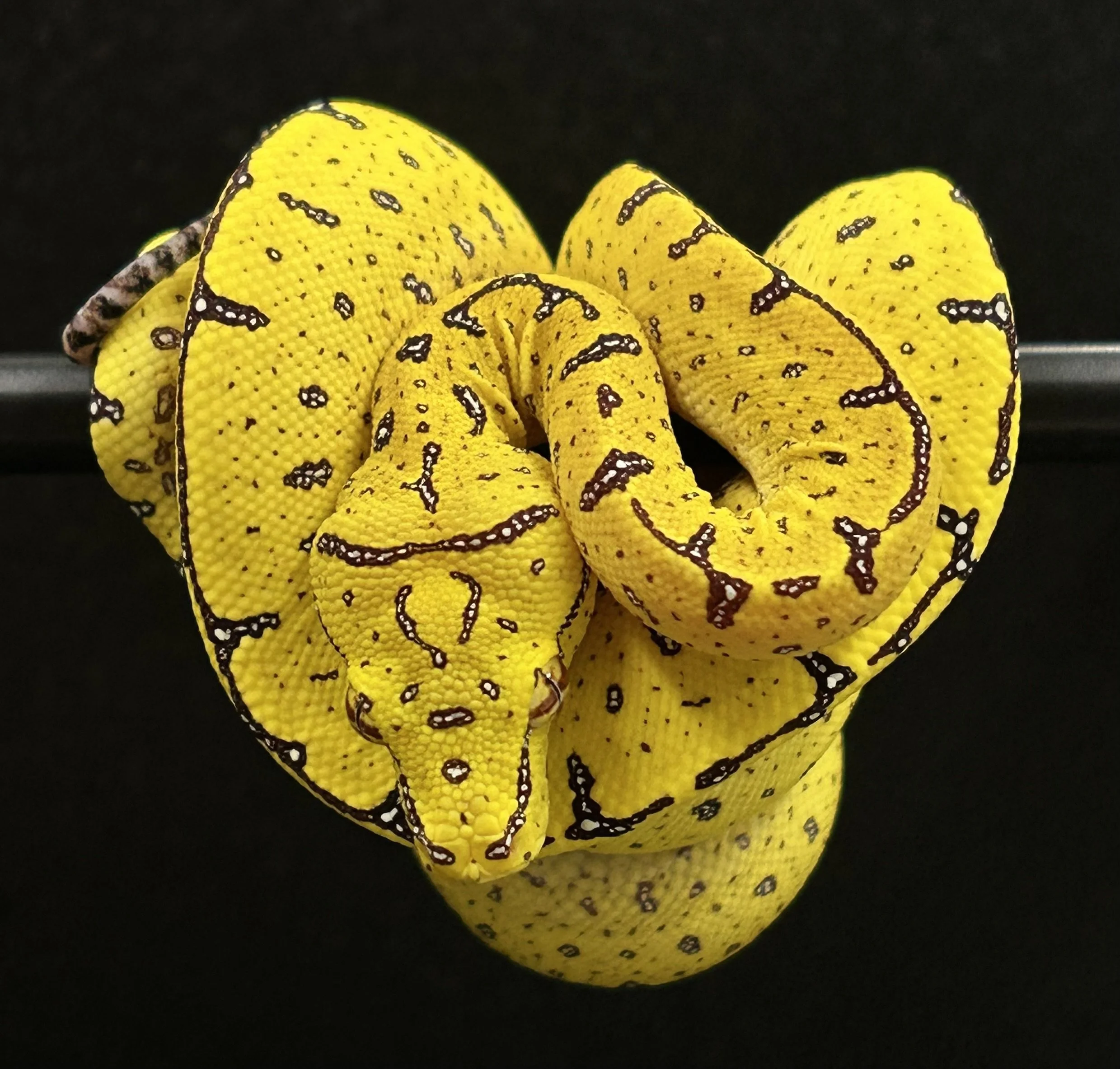 Shop — The Reptile Perch