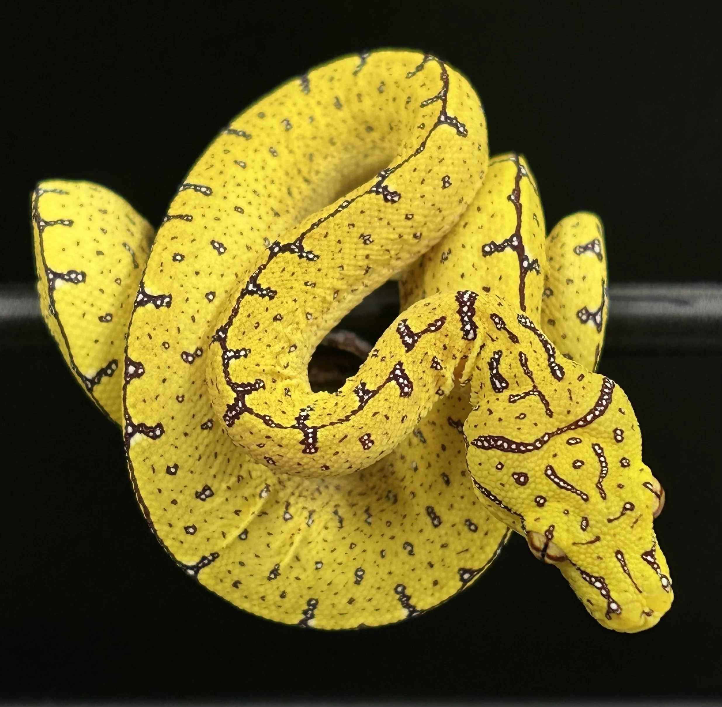 Shop — The Reptile Perch