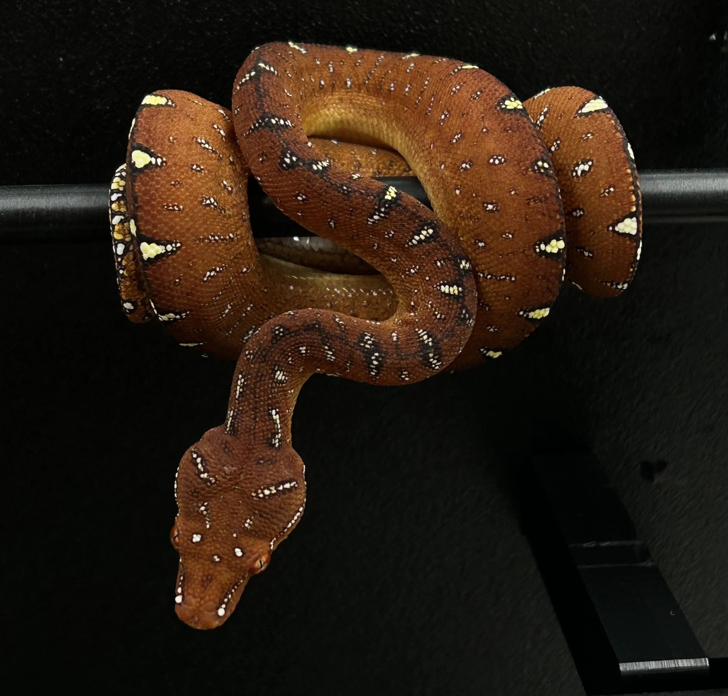 Shop — The Reptile Perch