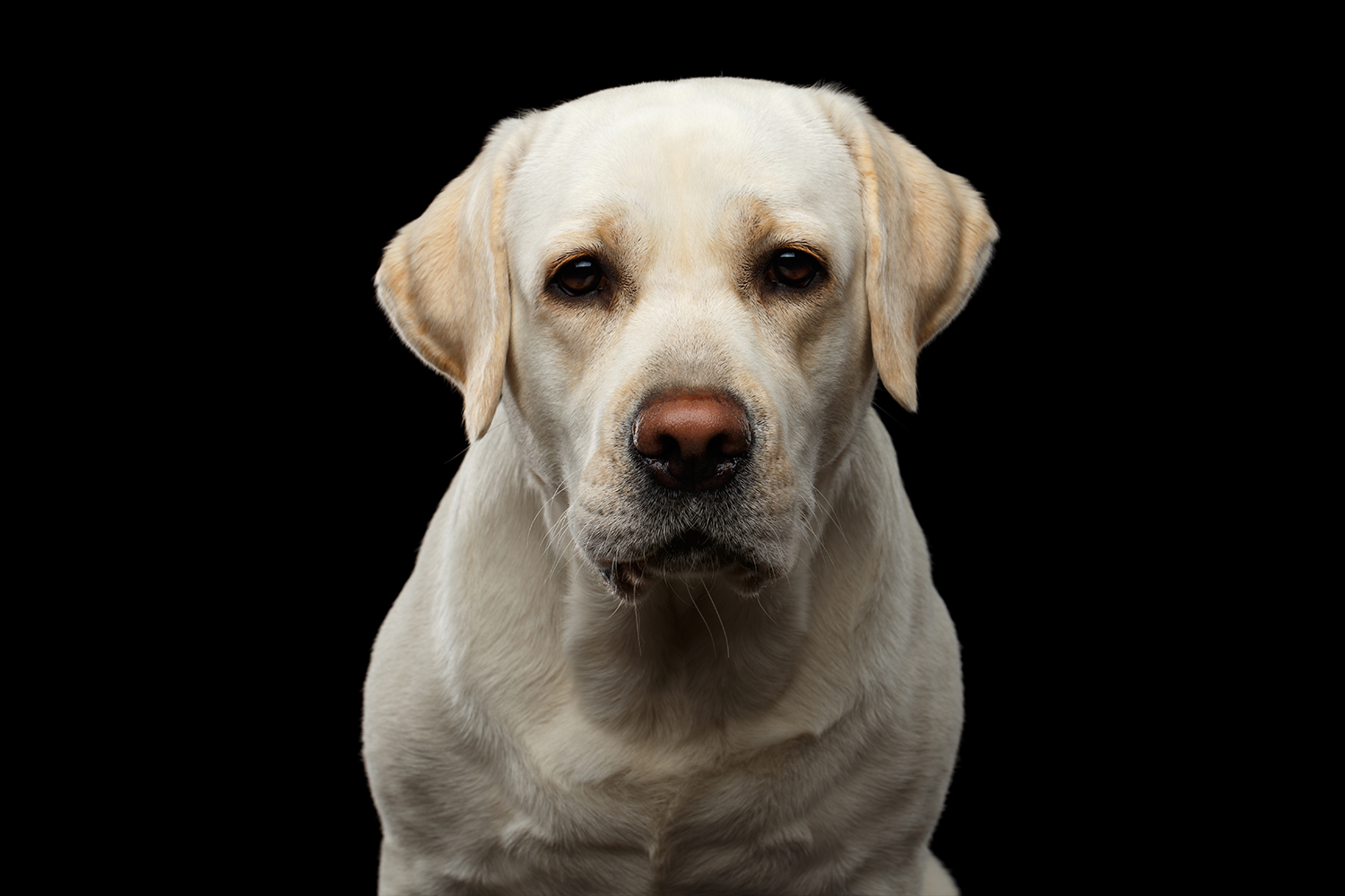 Laryngeal paralysis: is your dog a noisy breather? — Albert Park Vet