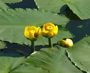 Spatterdock Lily