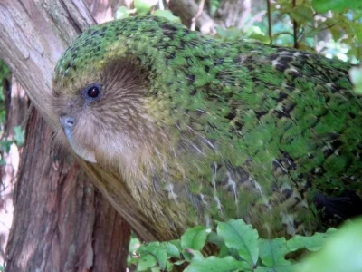 Images Of Endangered Birds New Zealand Endangered Species Birds,