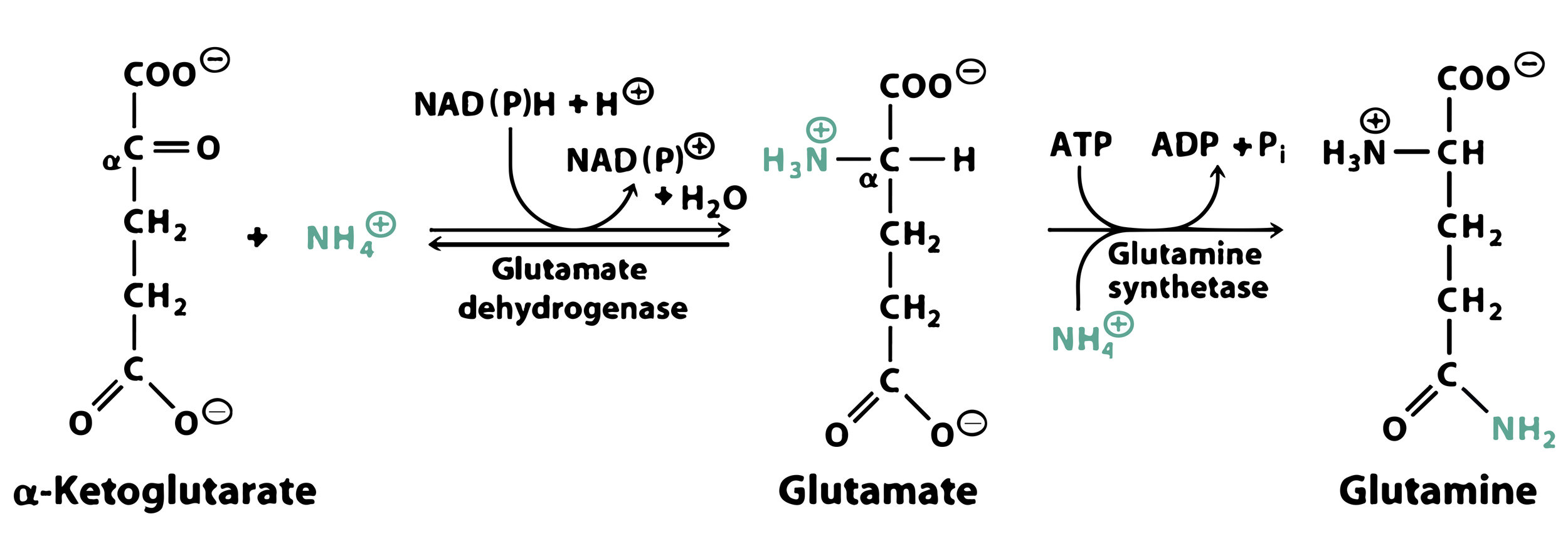 Hepatic encephalopathy - The mechanism of ammonia toxicity — Firstclass