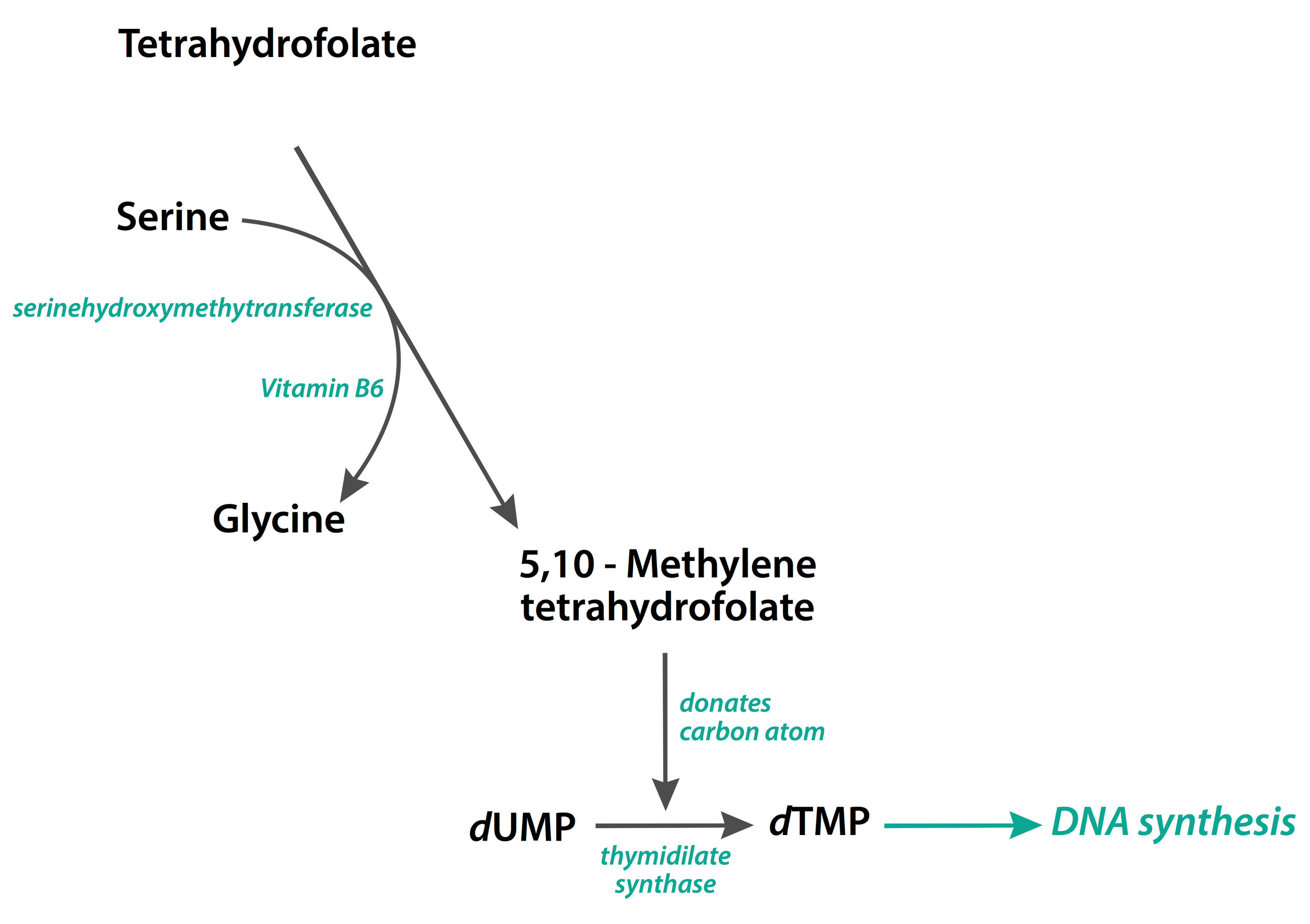 Folate Trap - The science behind B12 deficiency — Firstclass